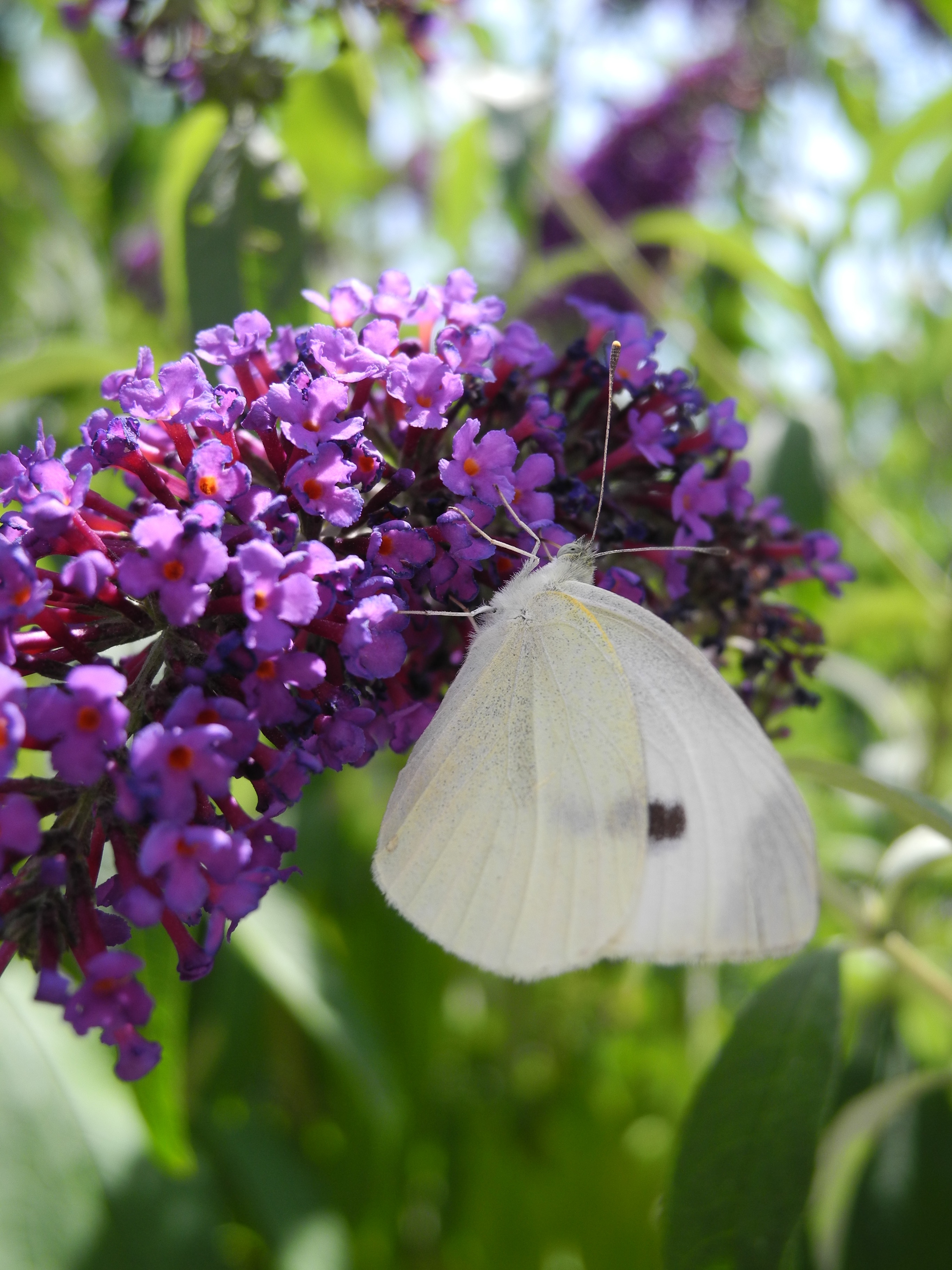 Butterfly Lilac Purple Macro free image download