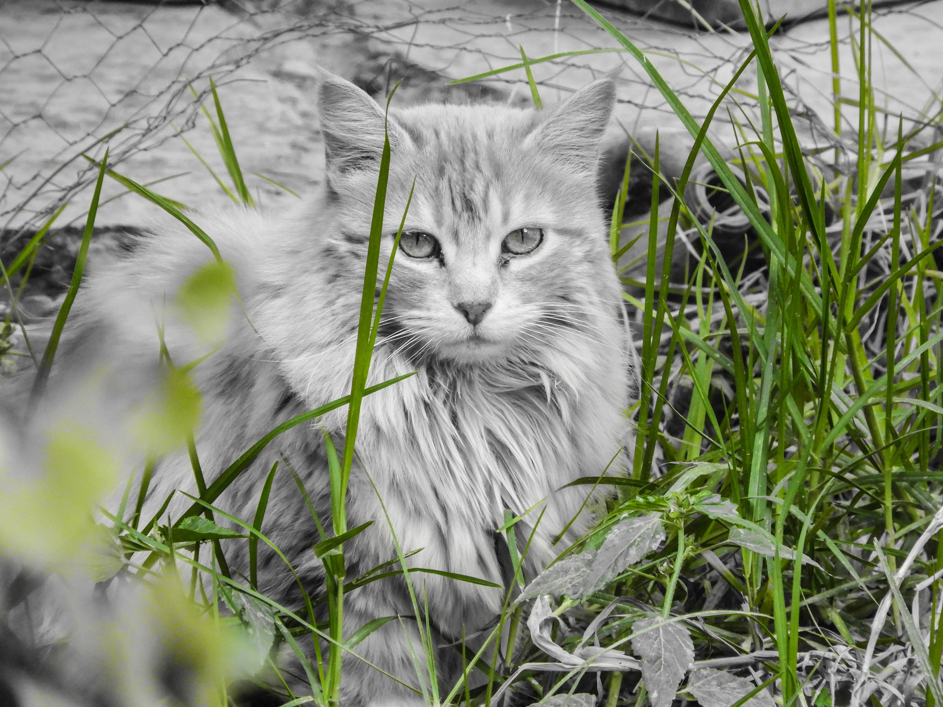 Sepia, fluffy cat and green grass free image download
