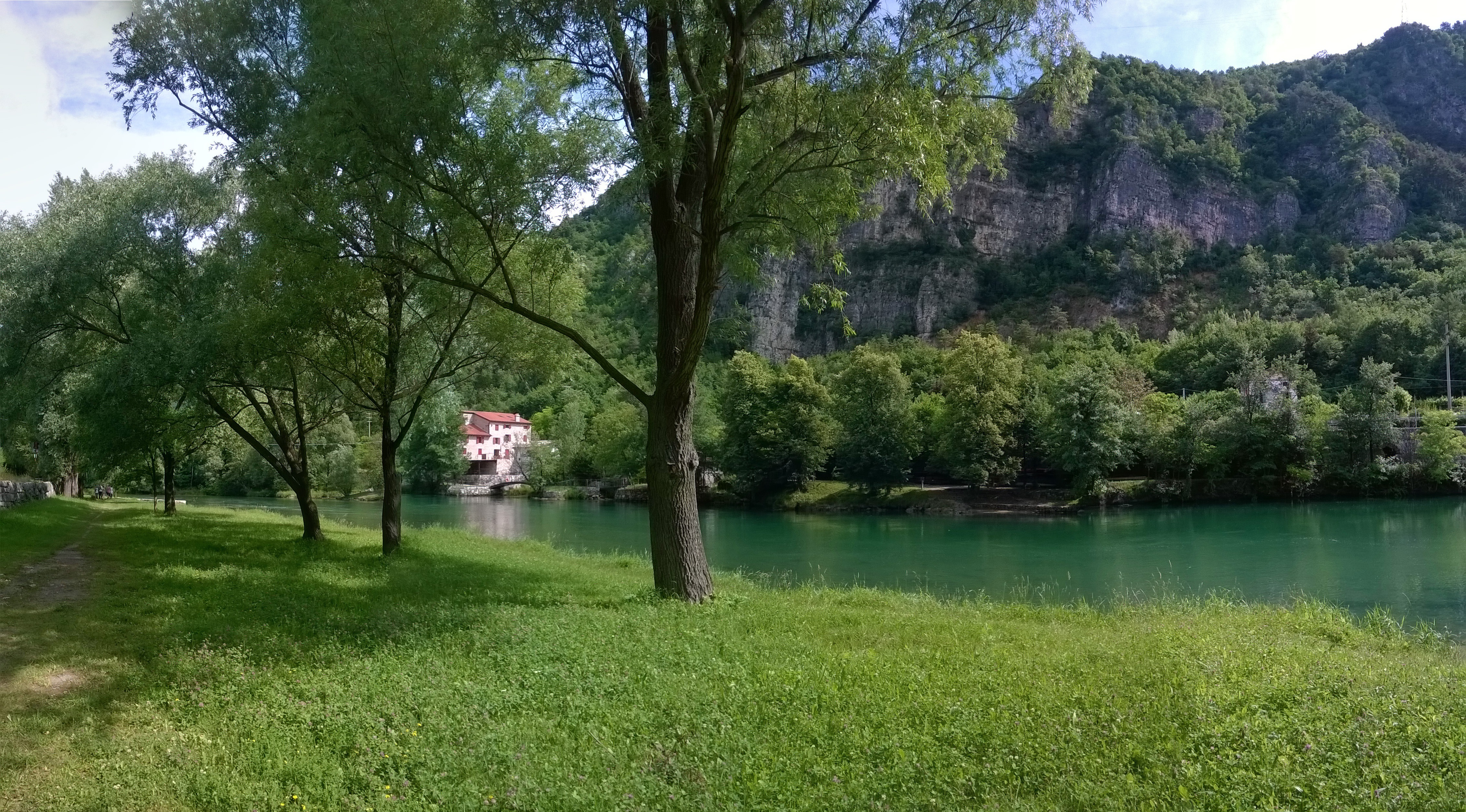 Nature Tree Summer free image download