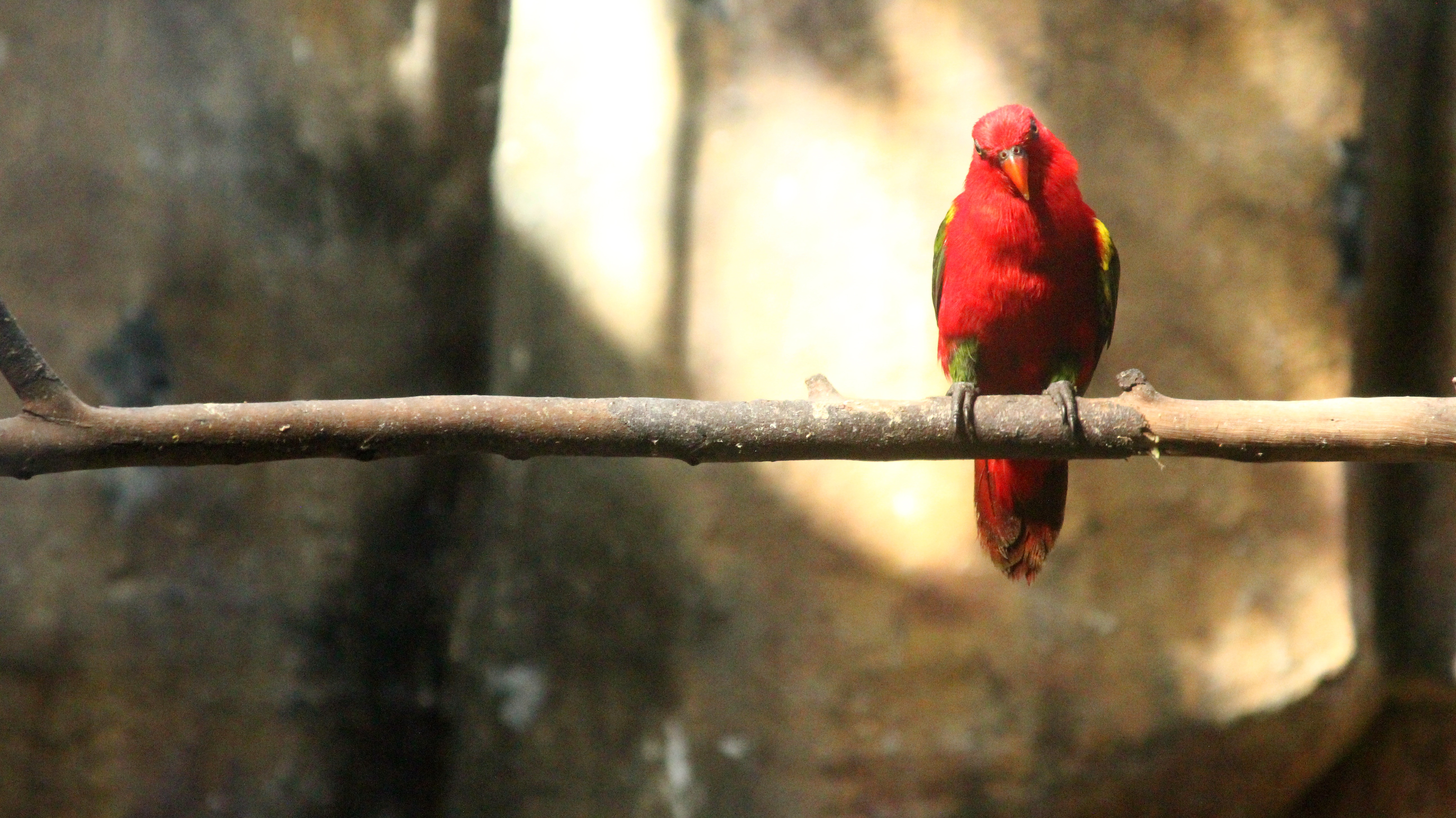 Red bird parrot on a branch free image download