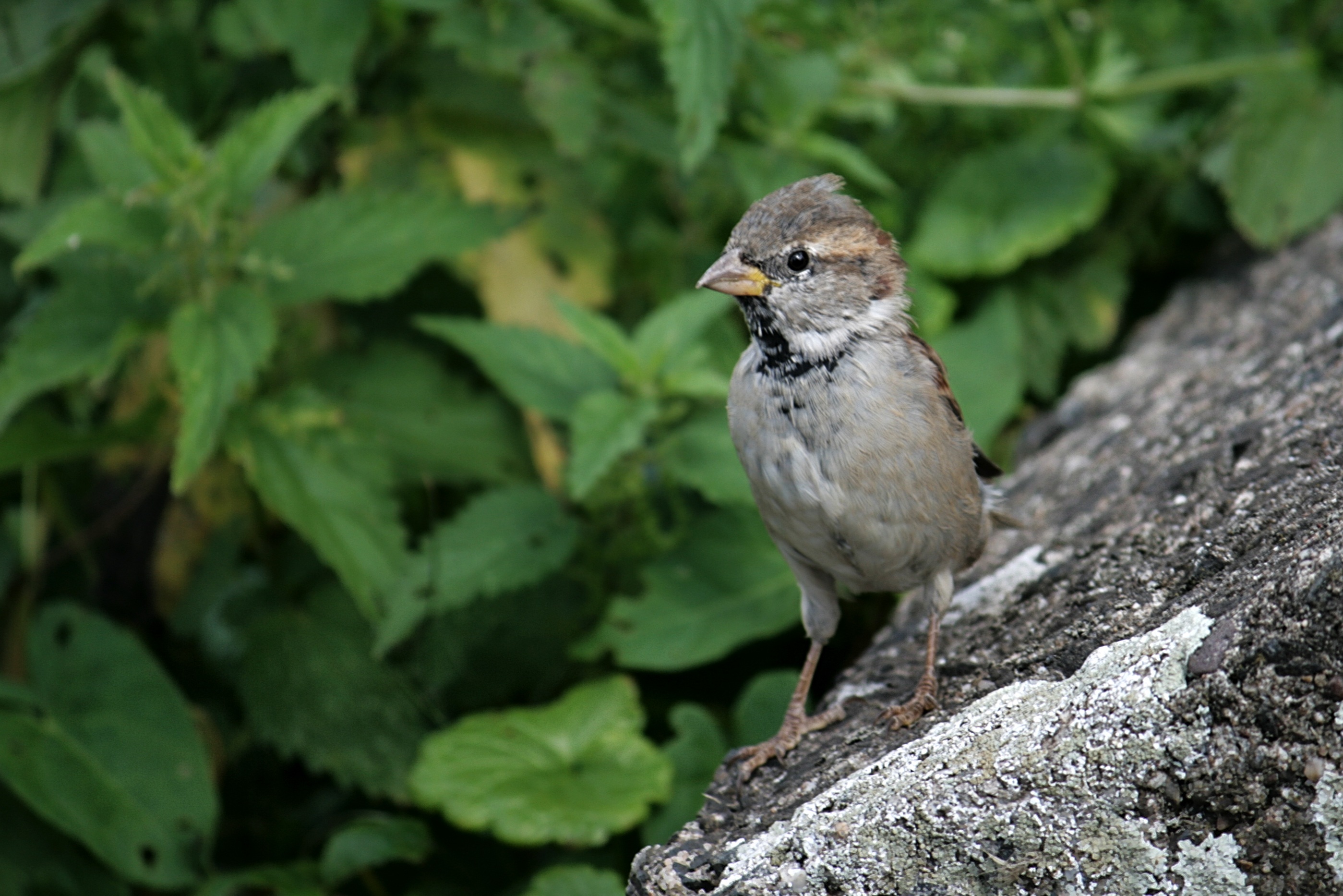 Sparrow Bird Sparrows free image download