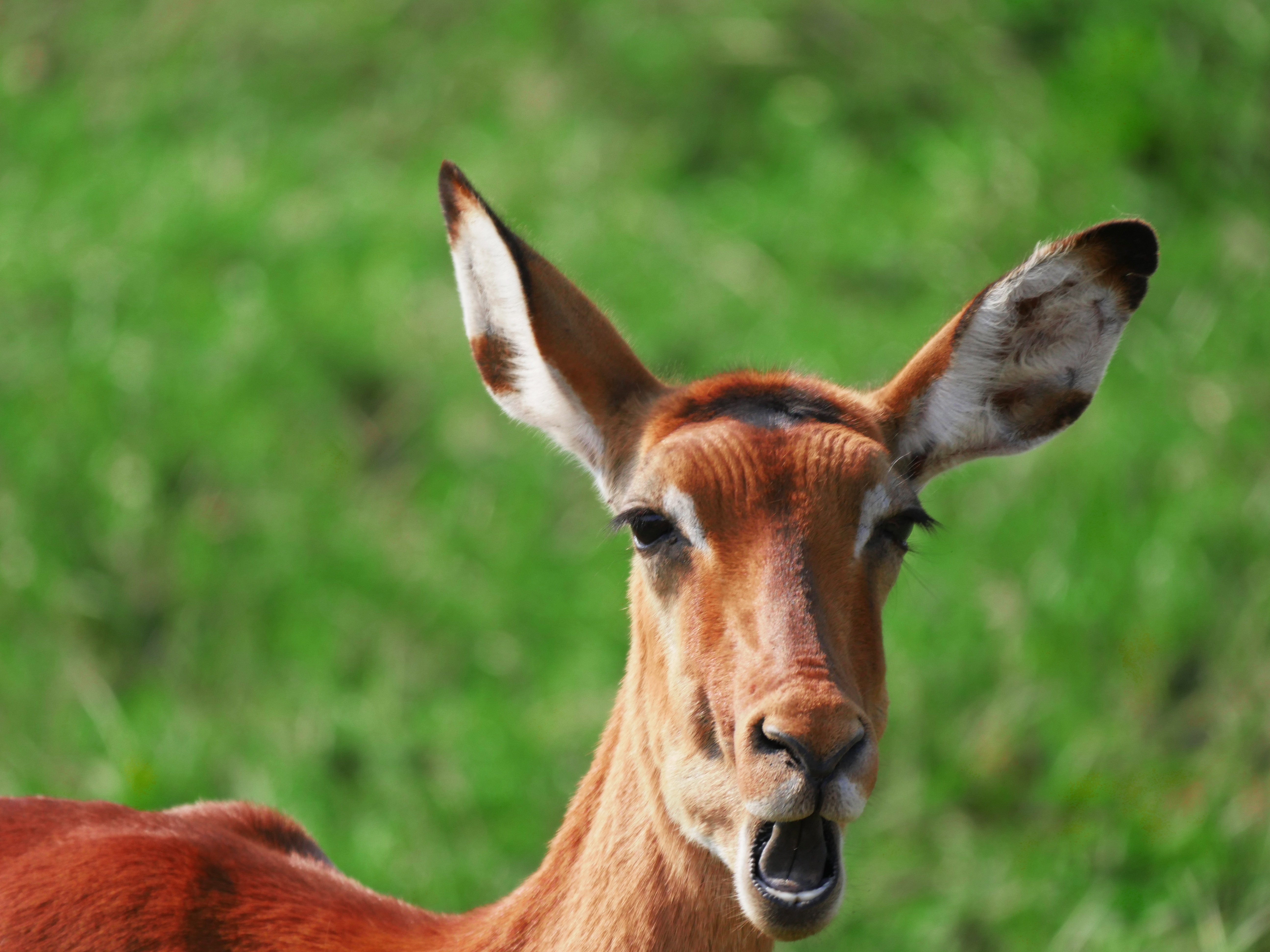 Impala Animal Portrait Chew free image download