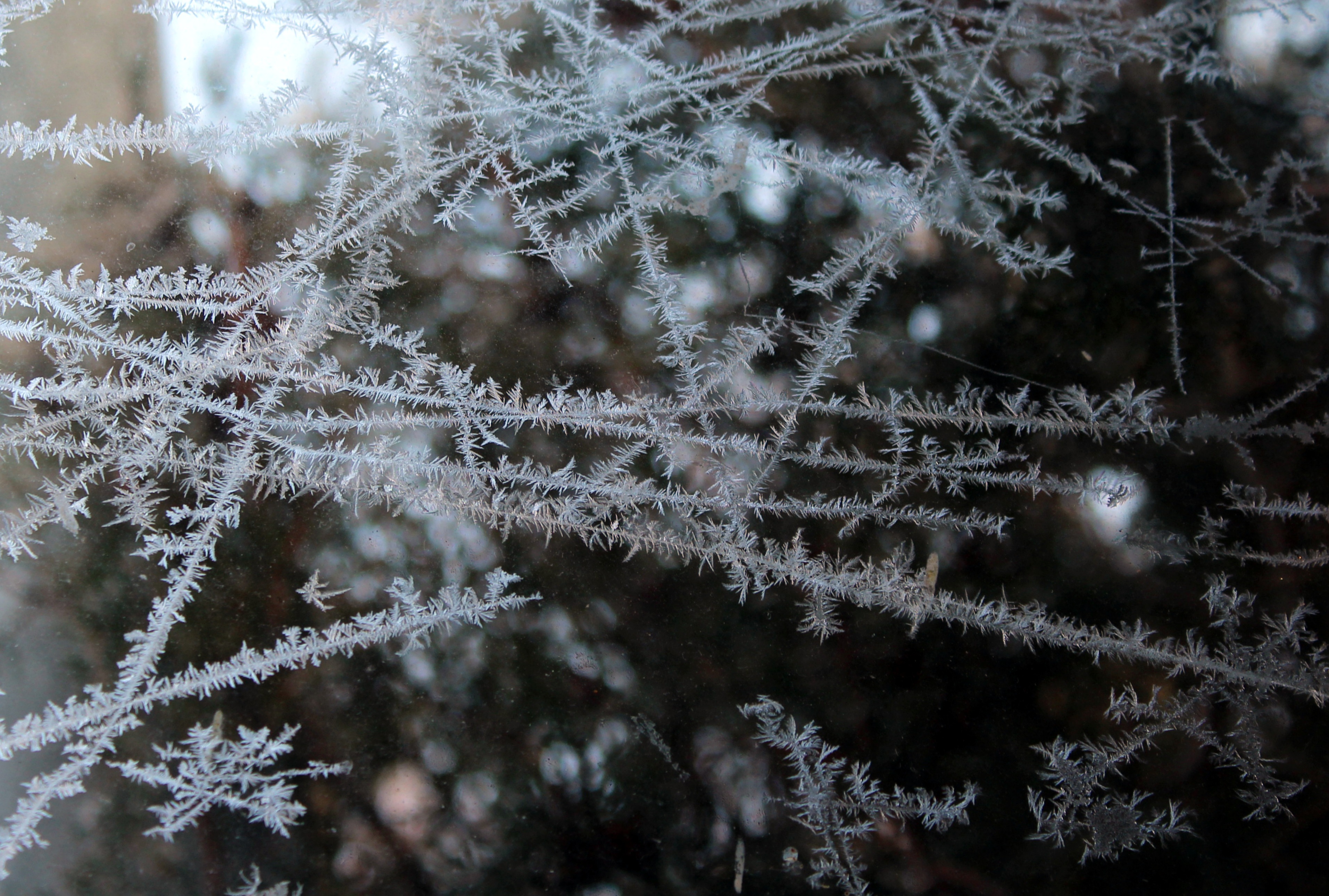 Frost Winter Frozen free image download