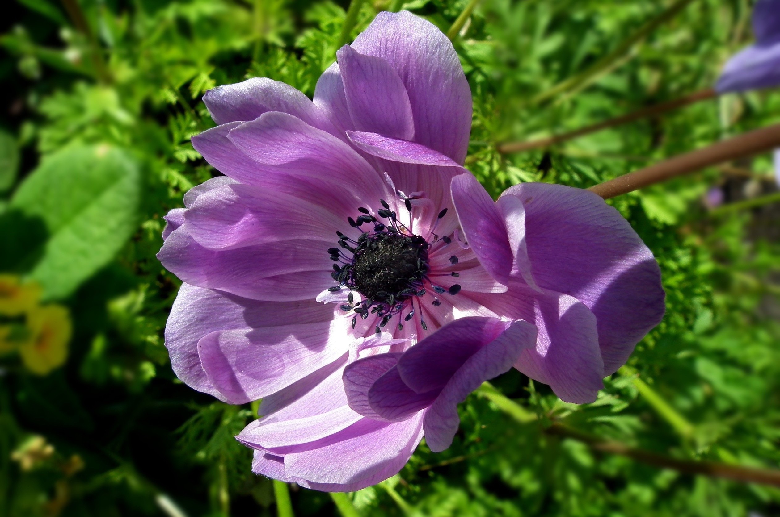 Flower Anemone Plant free image download