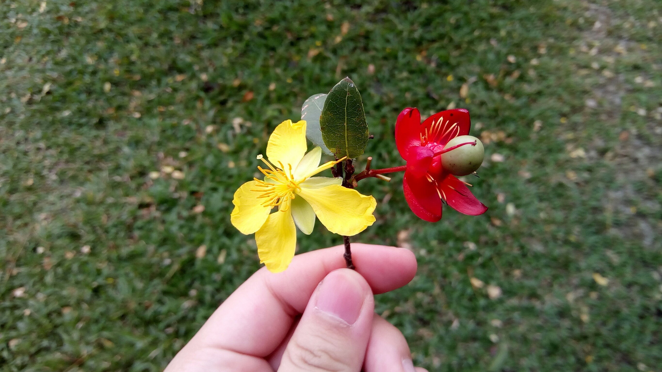 Flower Mickey Mouse Flowers Red free image download