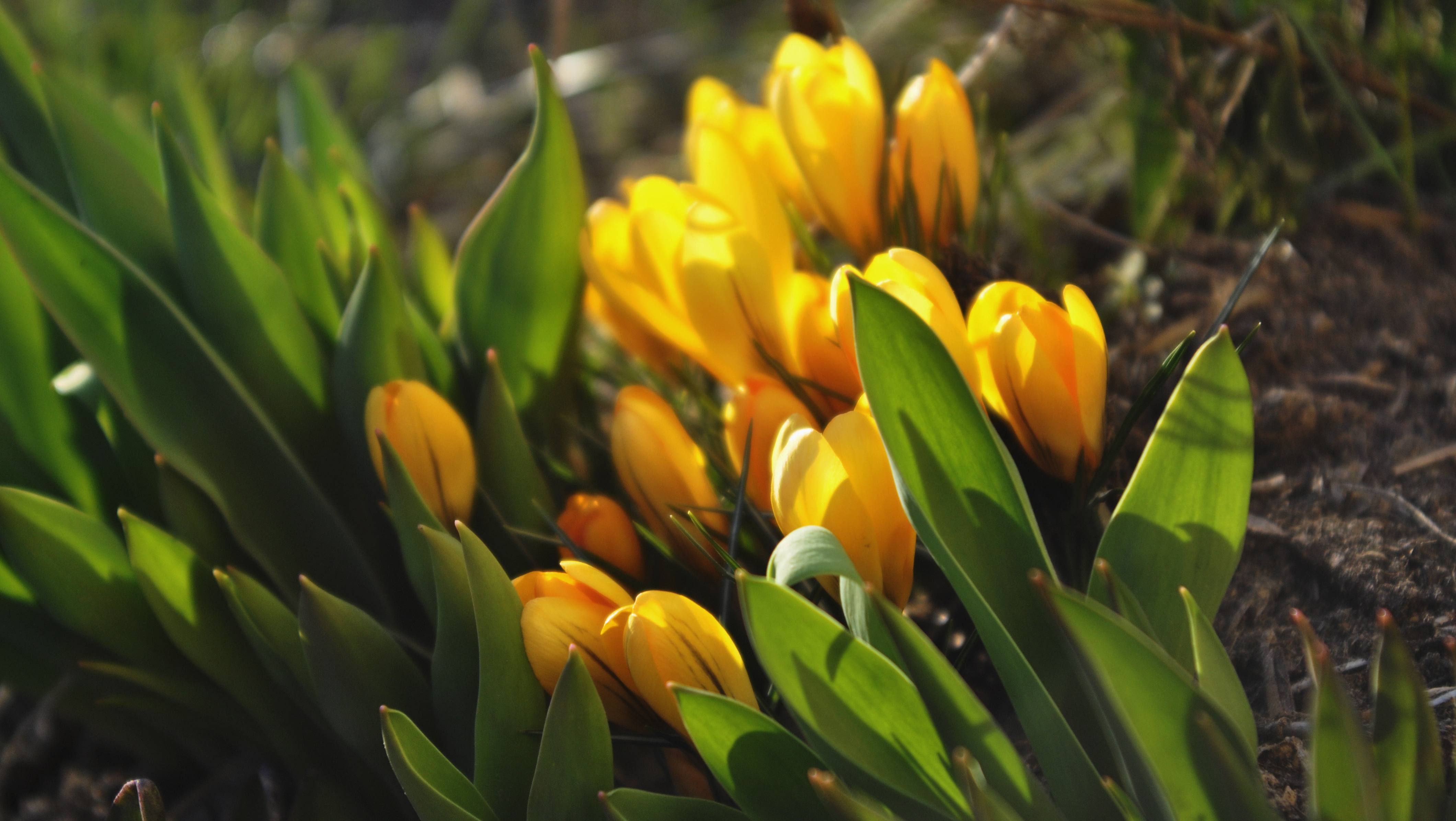 Nature Flower Krokus free image download
