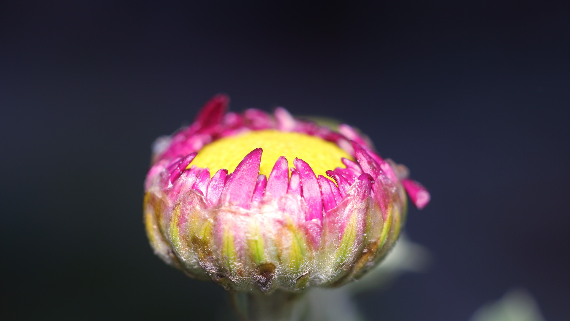 Flower Nature Color No free image download