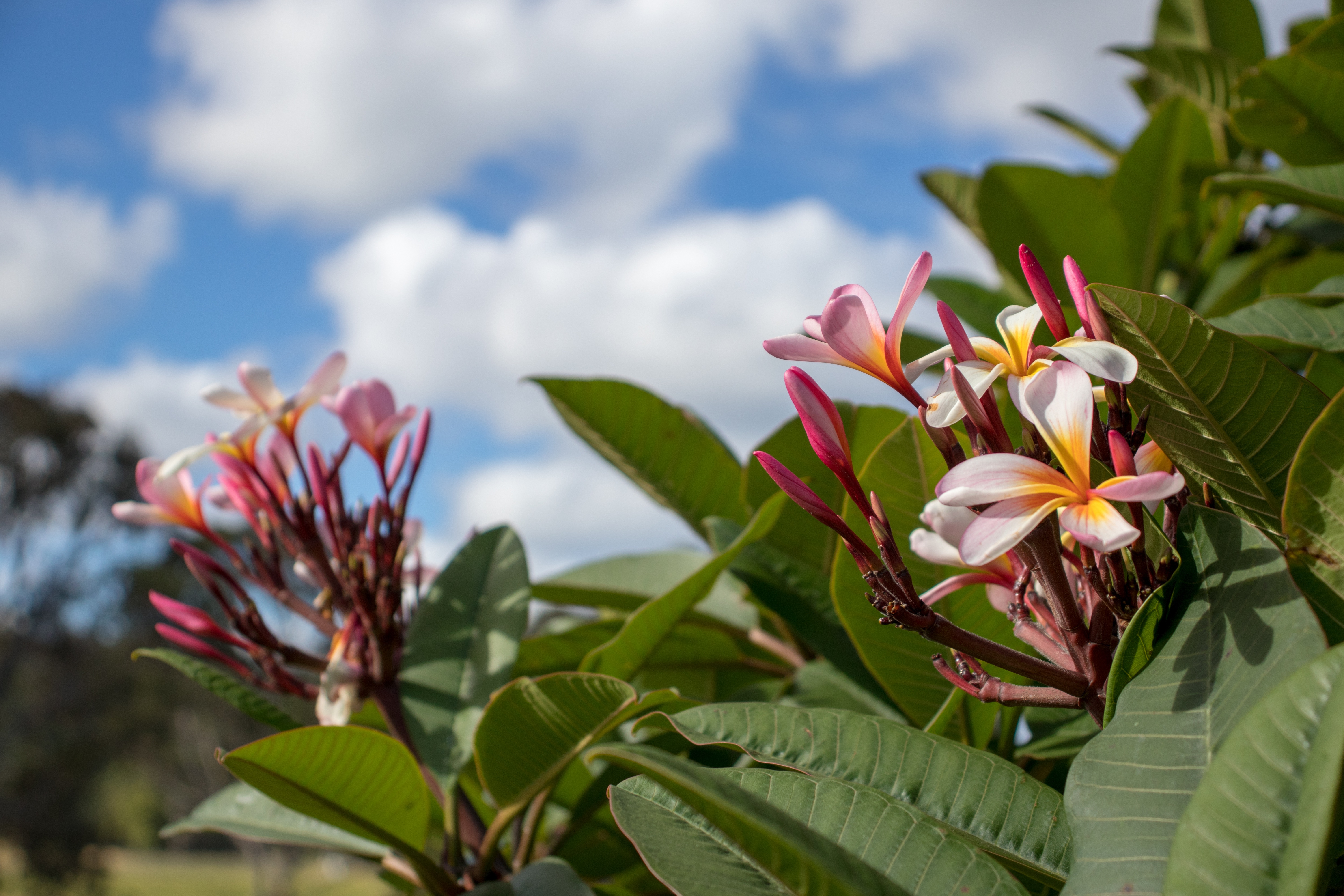 Nature Flower Flora free image download