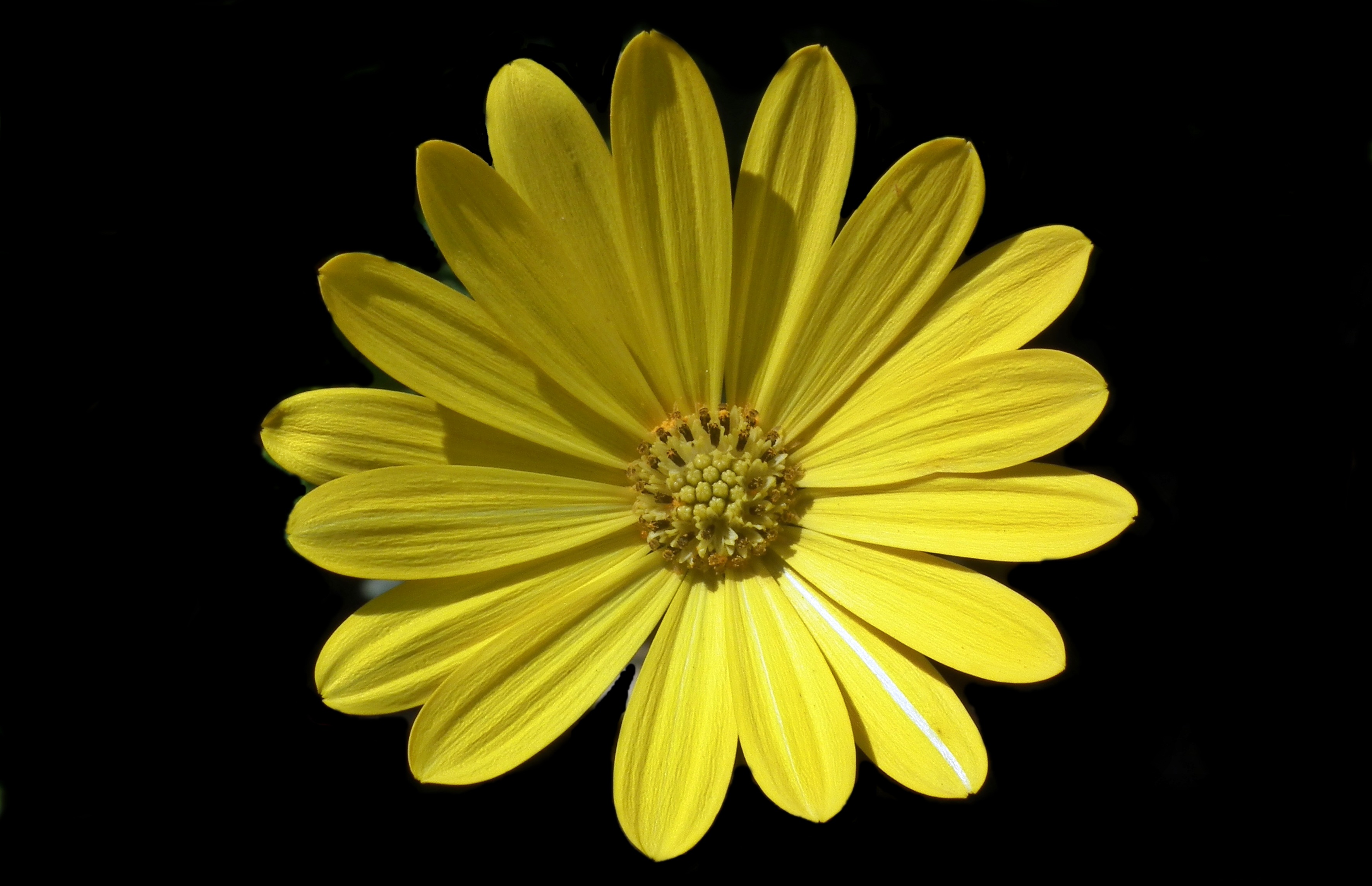 Unusual yellow flower free image download