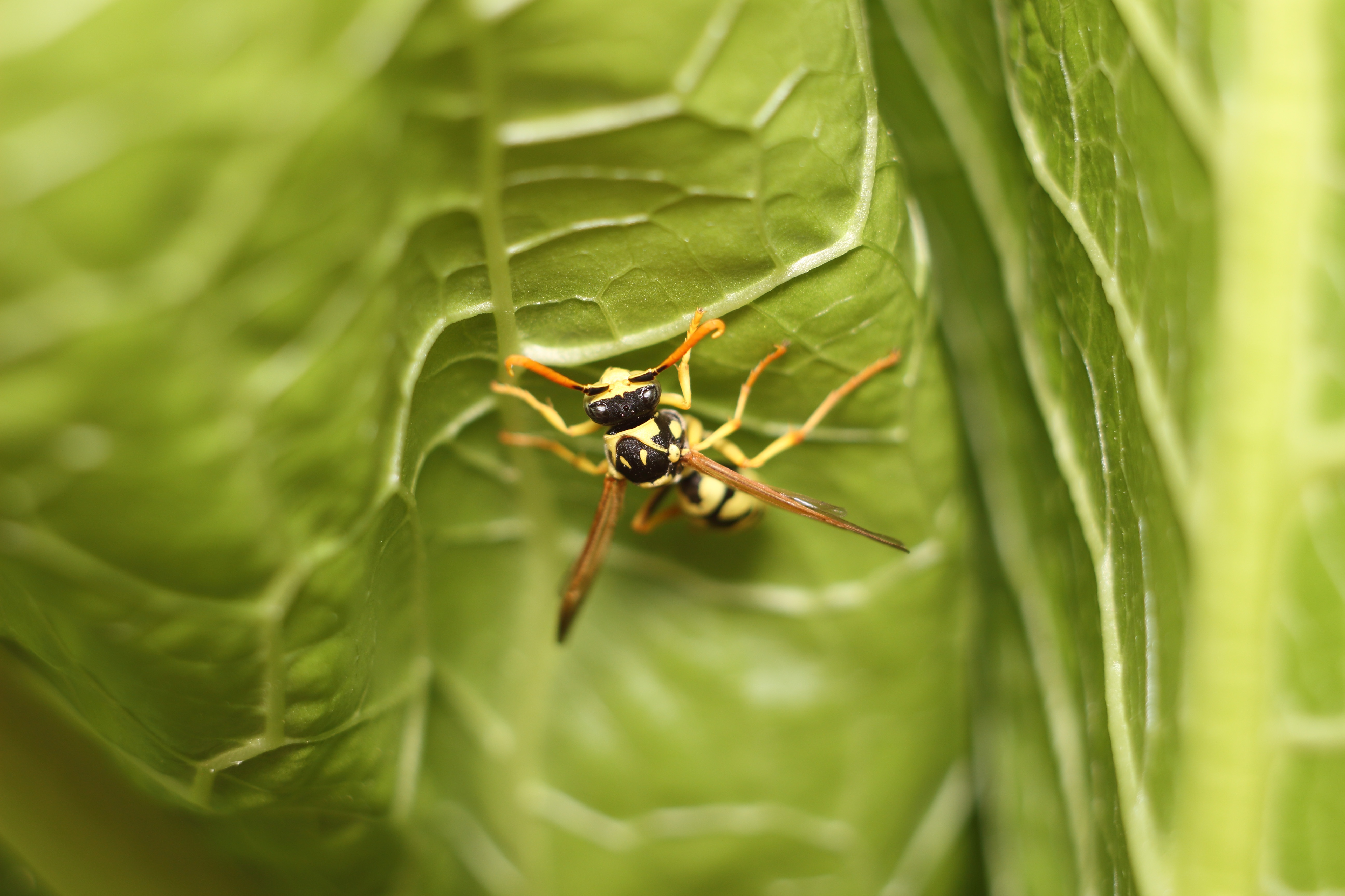 Nature Insect Sheet free image download