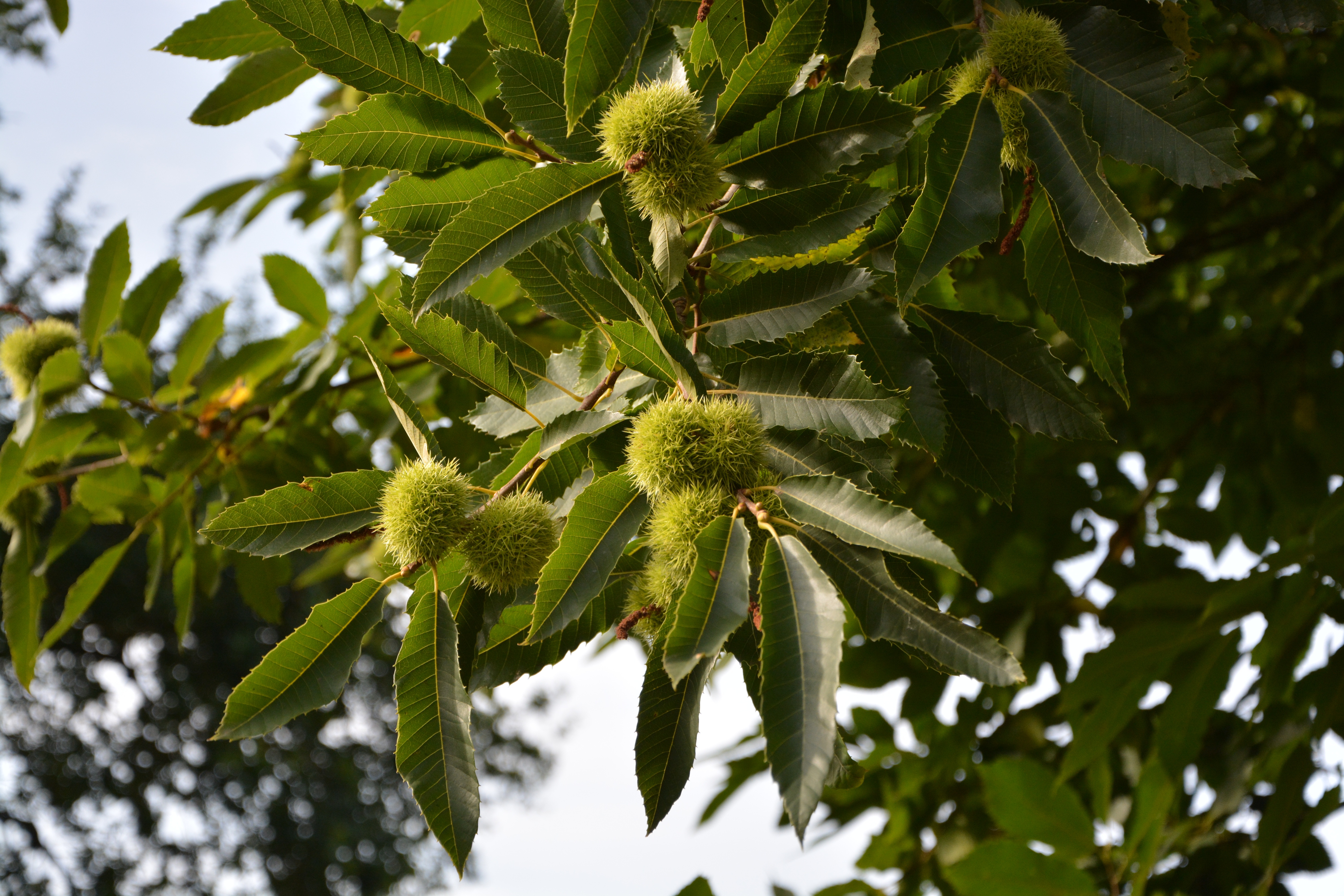 Chestnut Bugs Chestnuts free image download