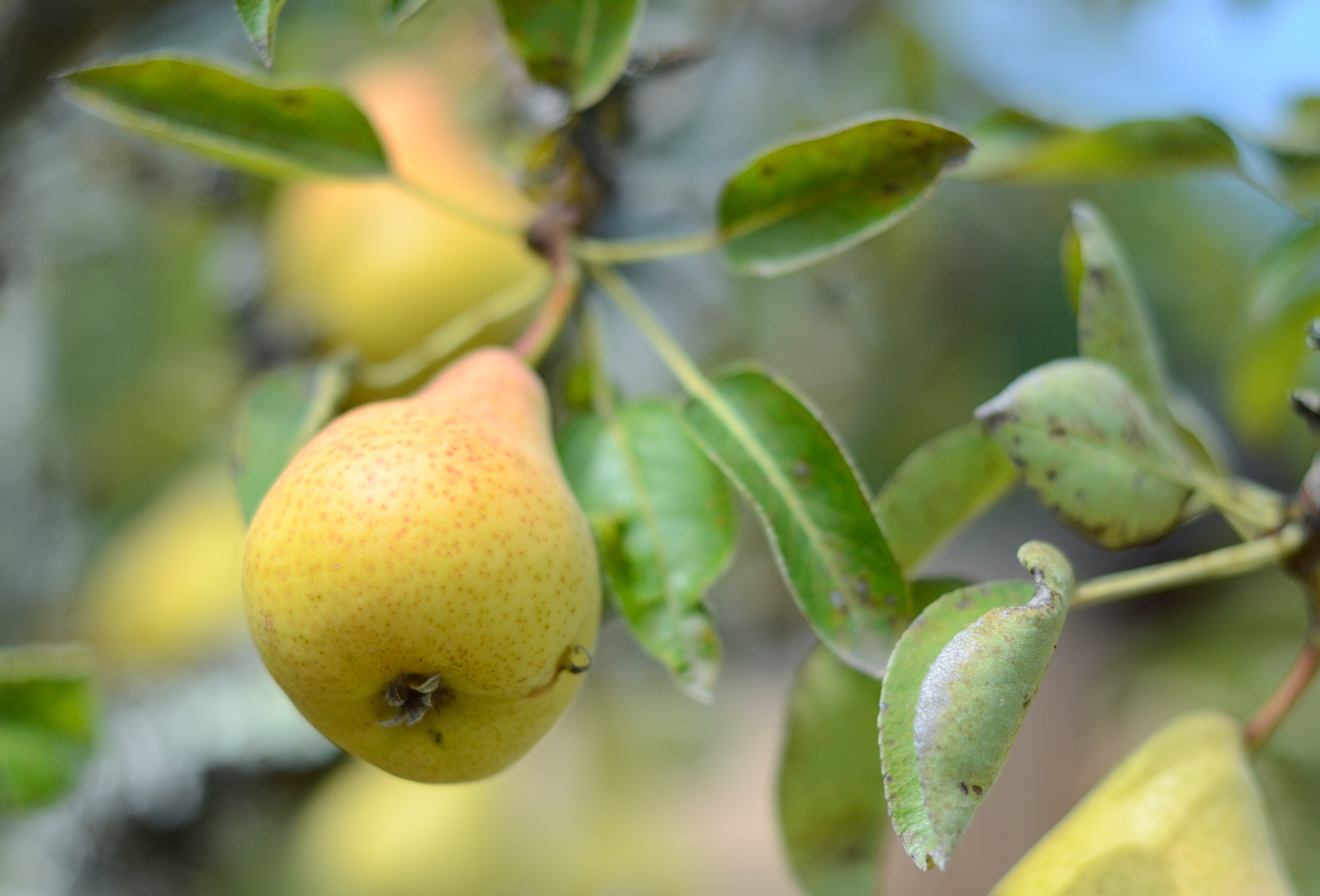 Sweet pear on a branch free image download