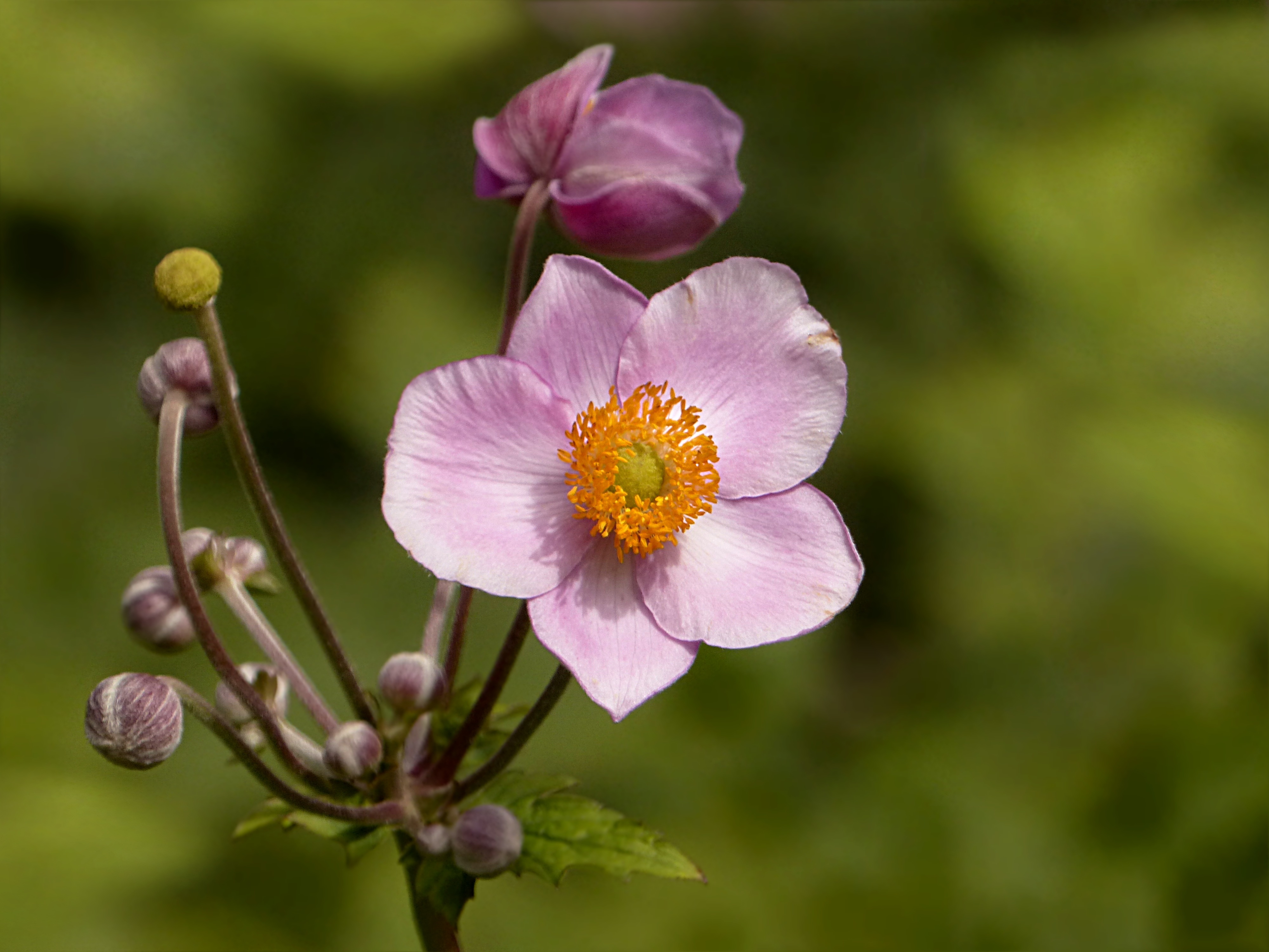 Plant Flower Pink Anemone Fall free image download