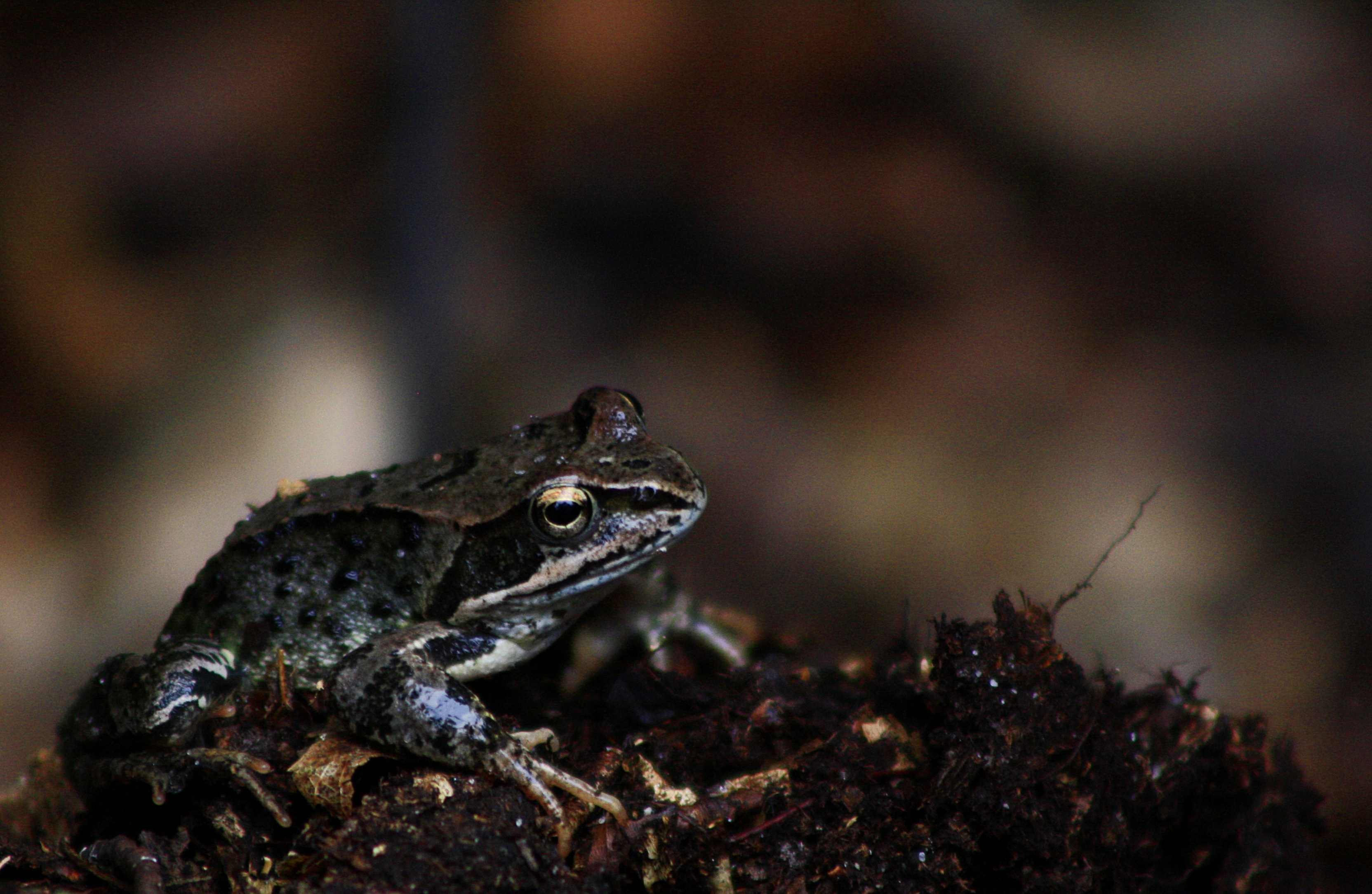 Frog Animal World Nature free image download