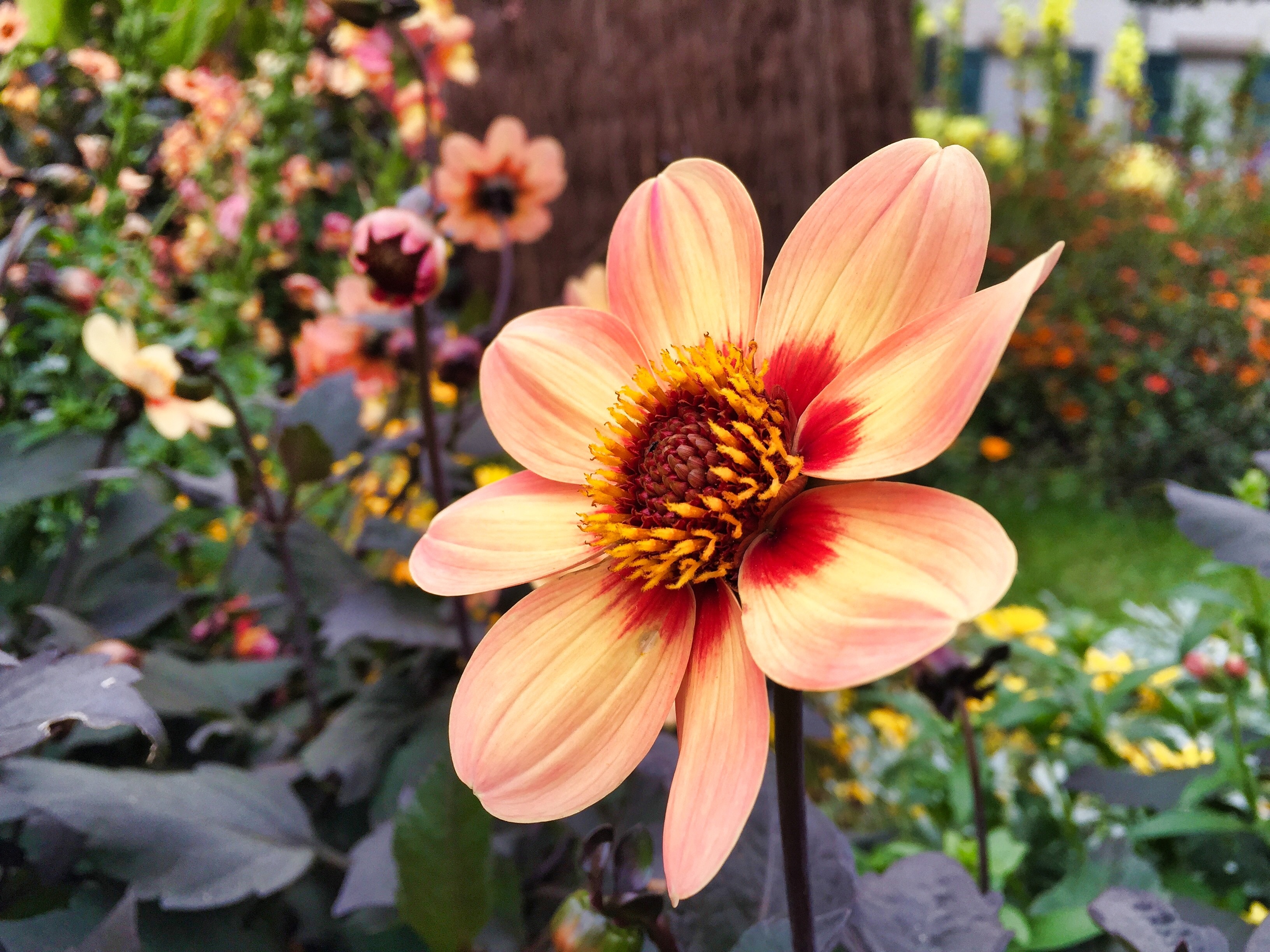 Flower Garden Plant free image download