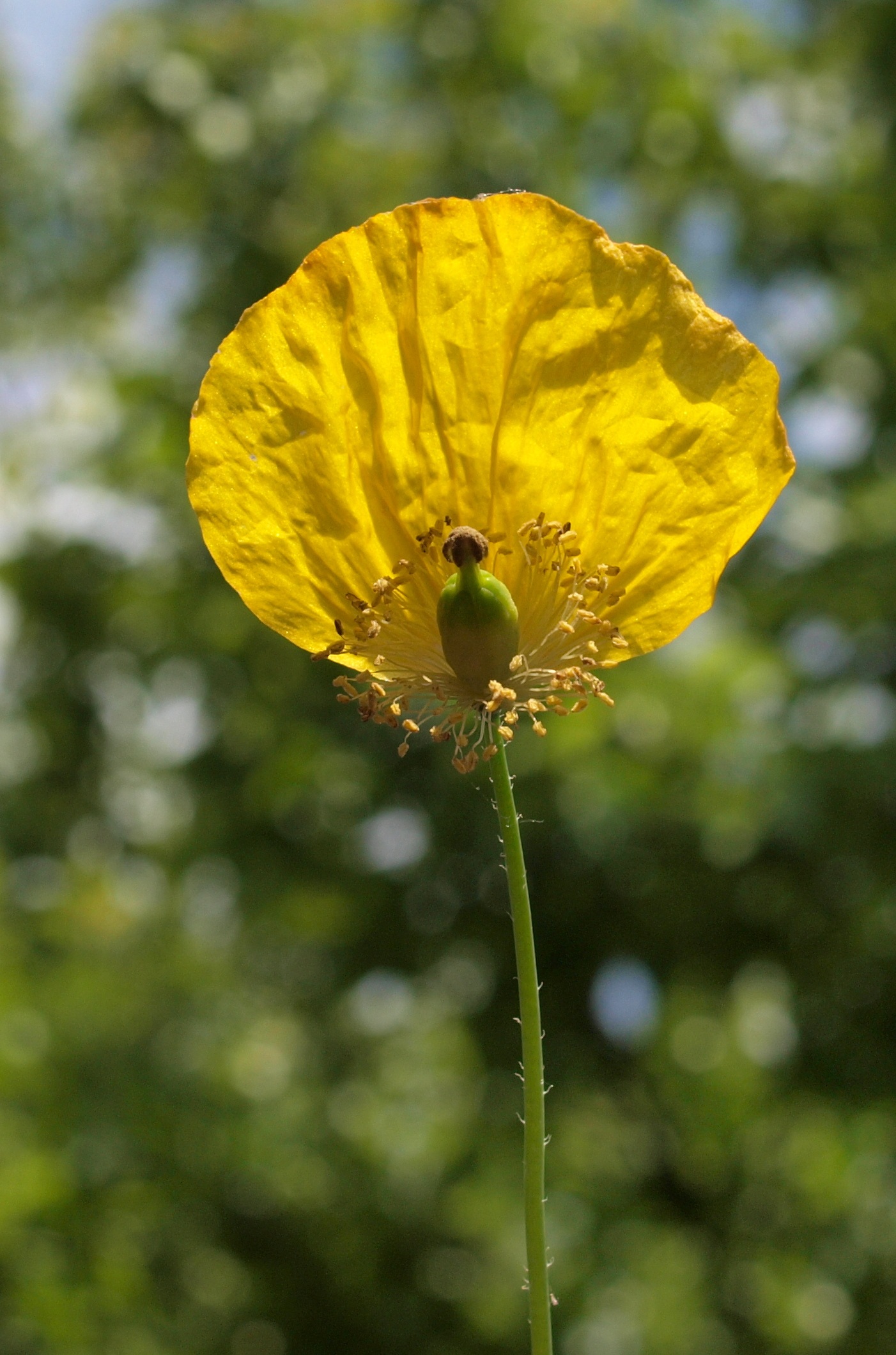 Flower Poppy Plant free image download
