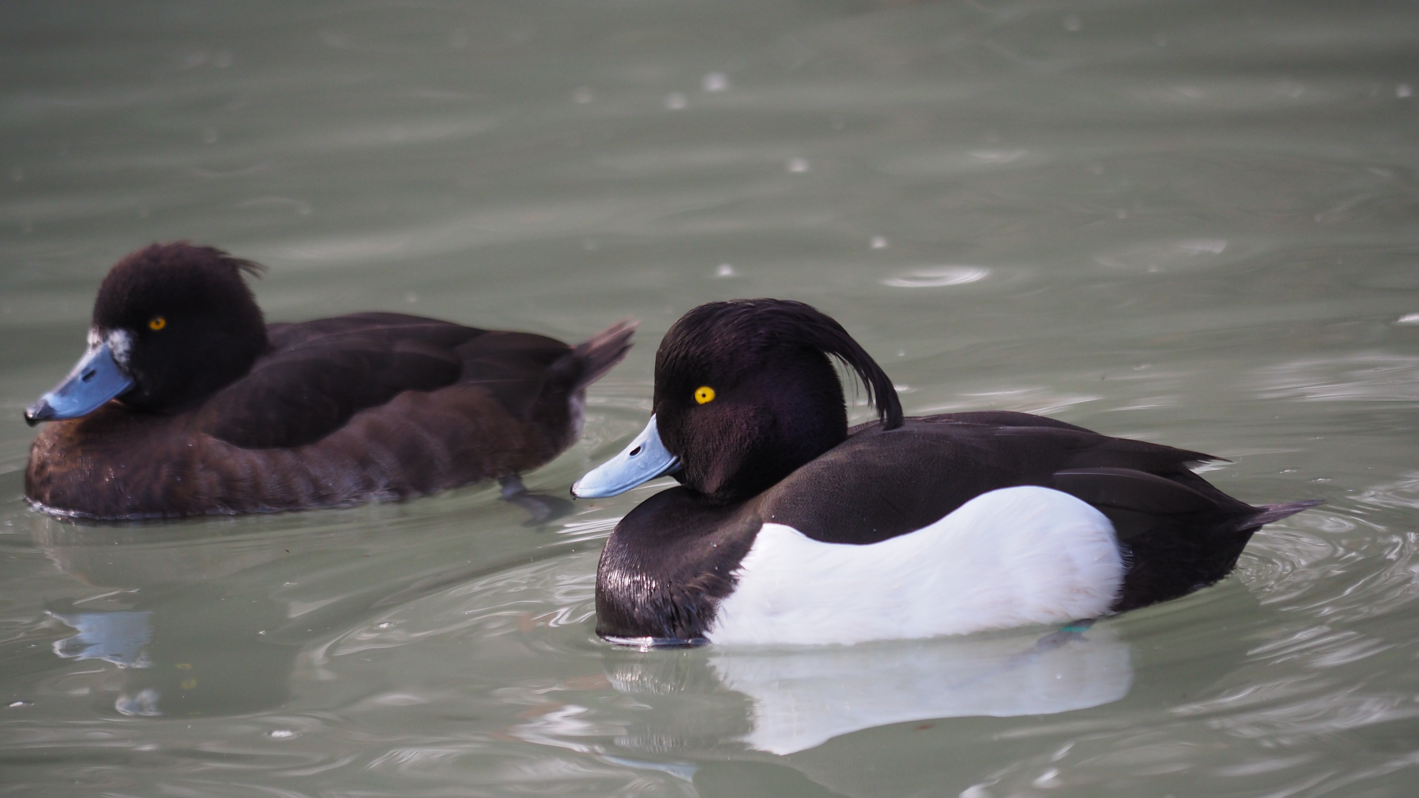 Nature Birds Duck free image download