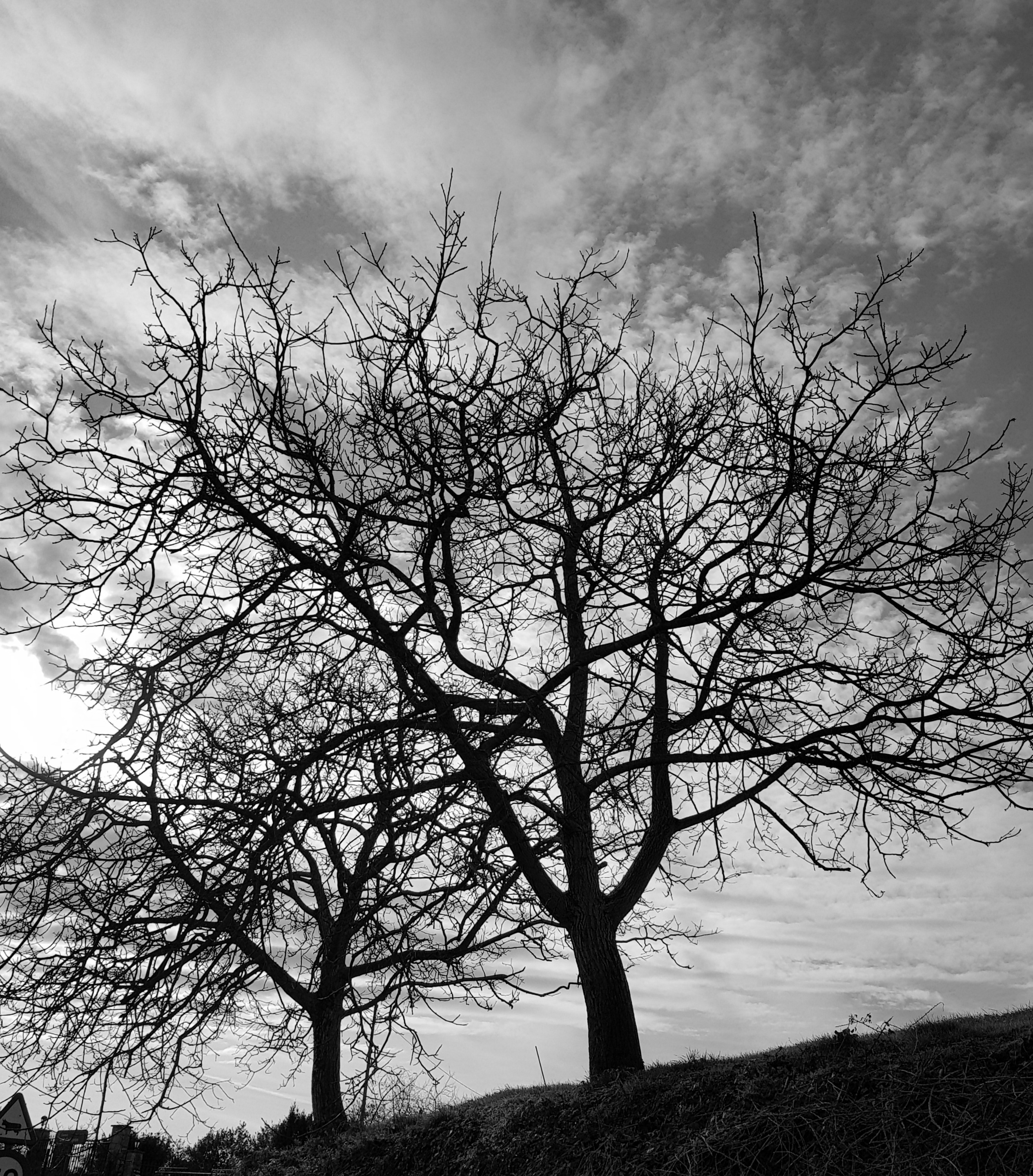 Tree Landscape Branch free image download