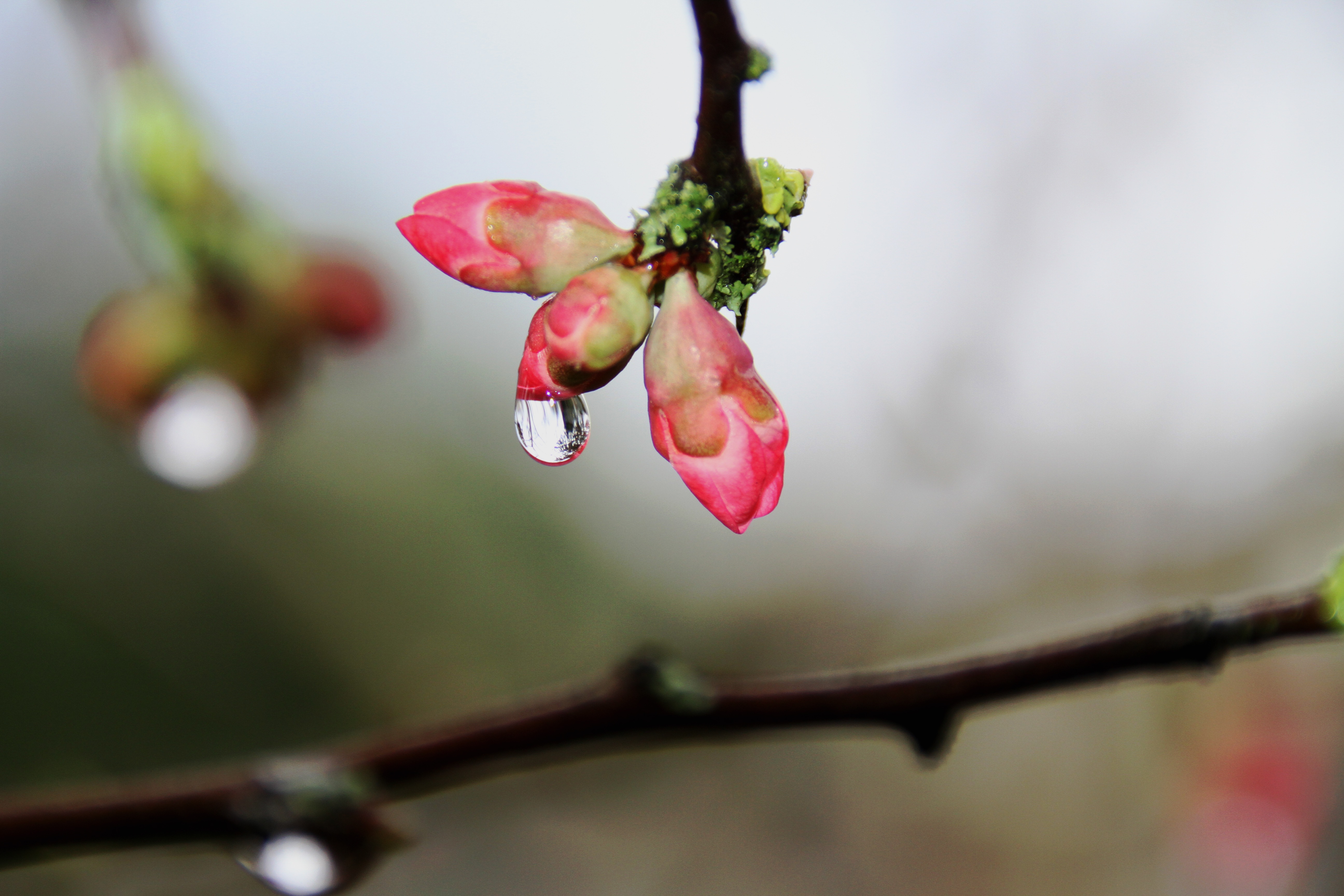 Drop Of Water Flower Branch free image download