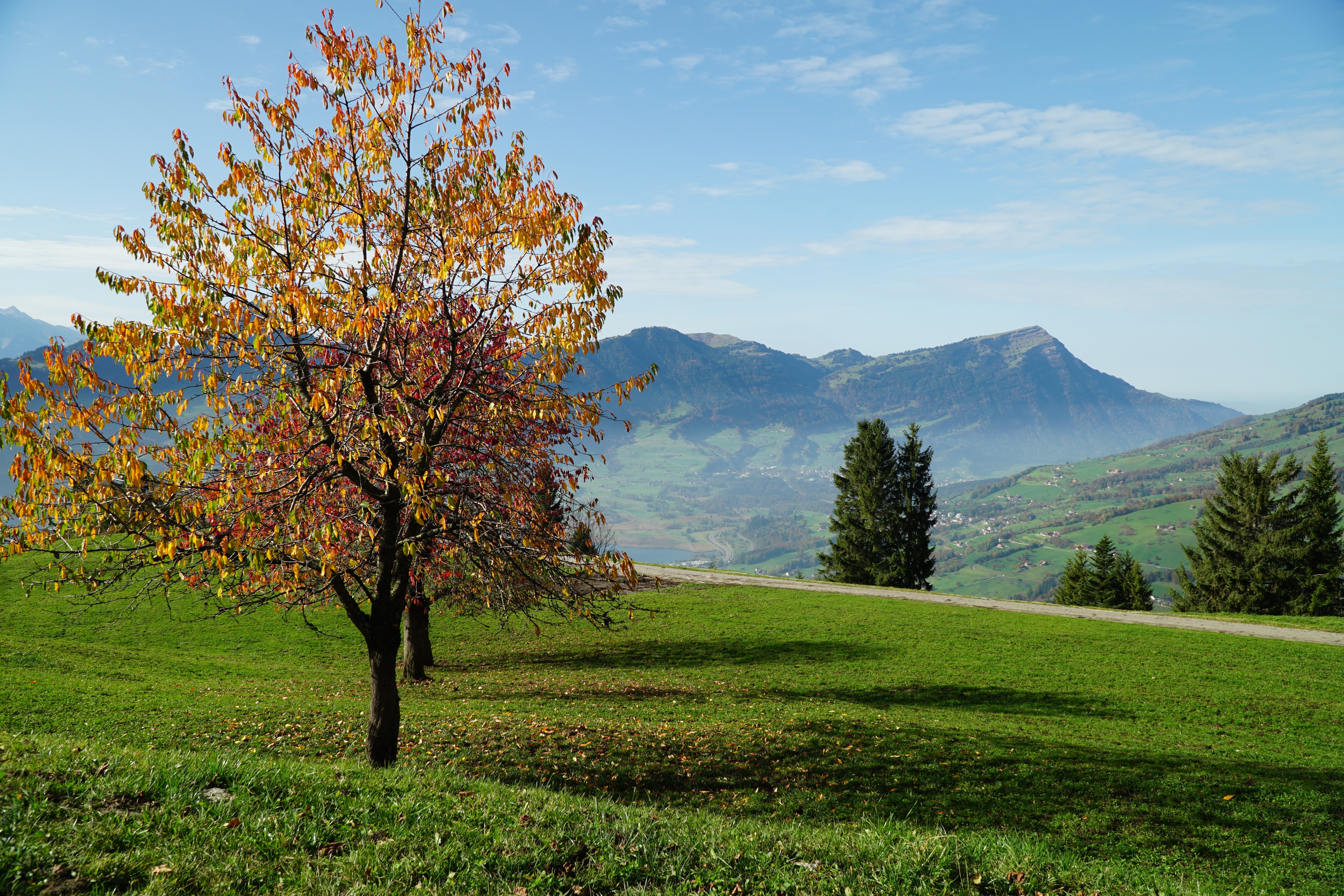Tree Landscape Nature free image download