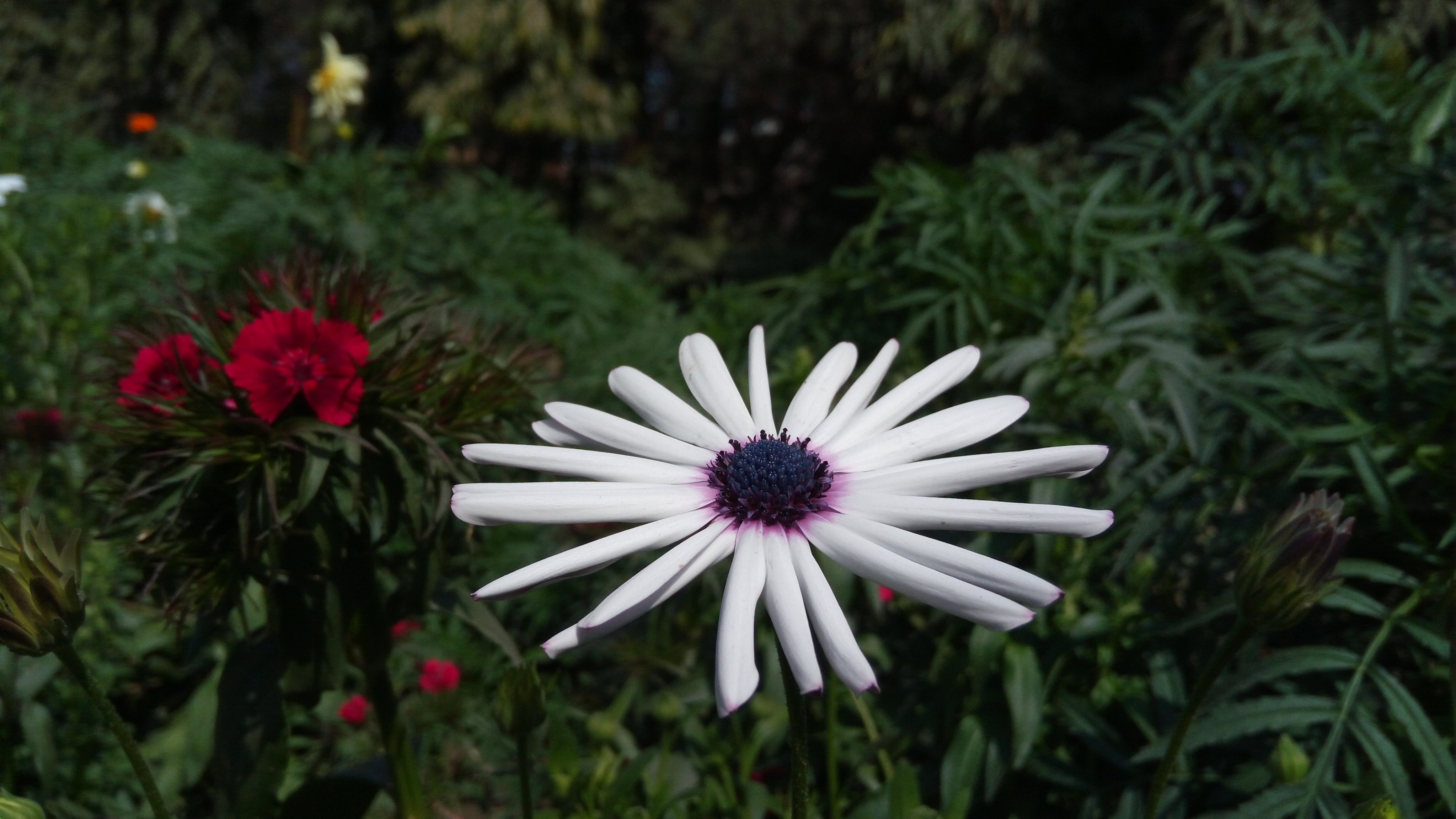 Flower Nature Flora free image download