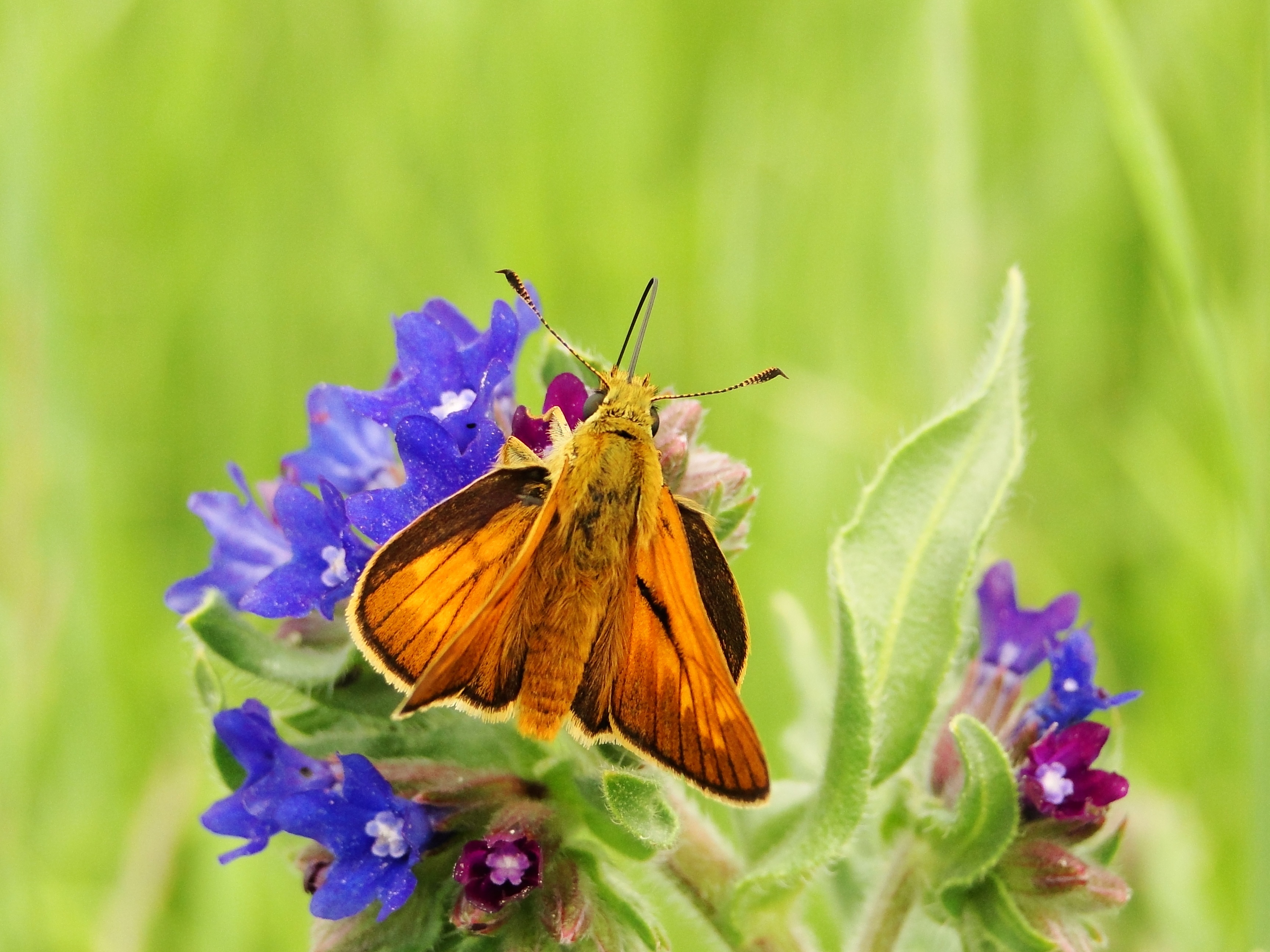 Nature Butterfly Day Flower free image download