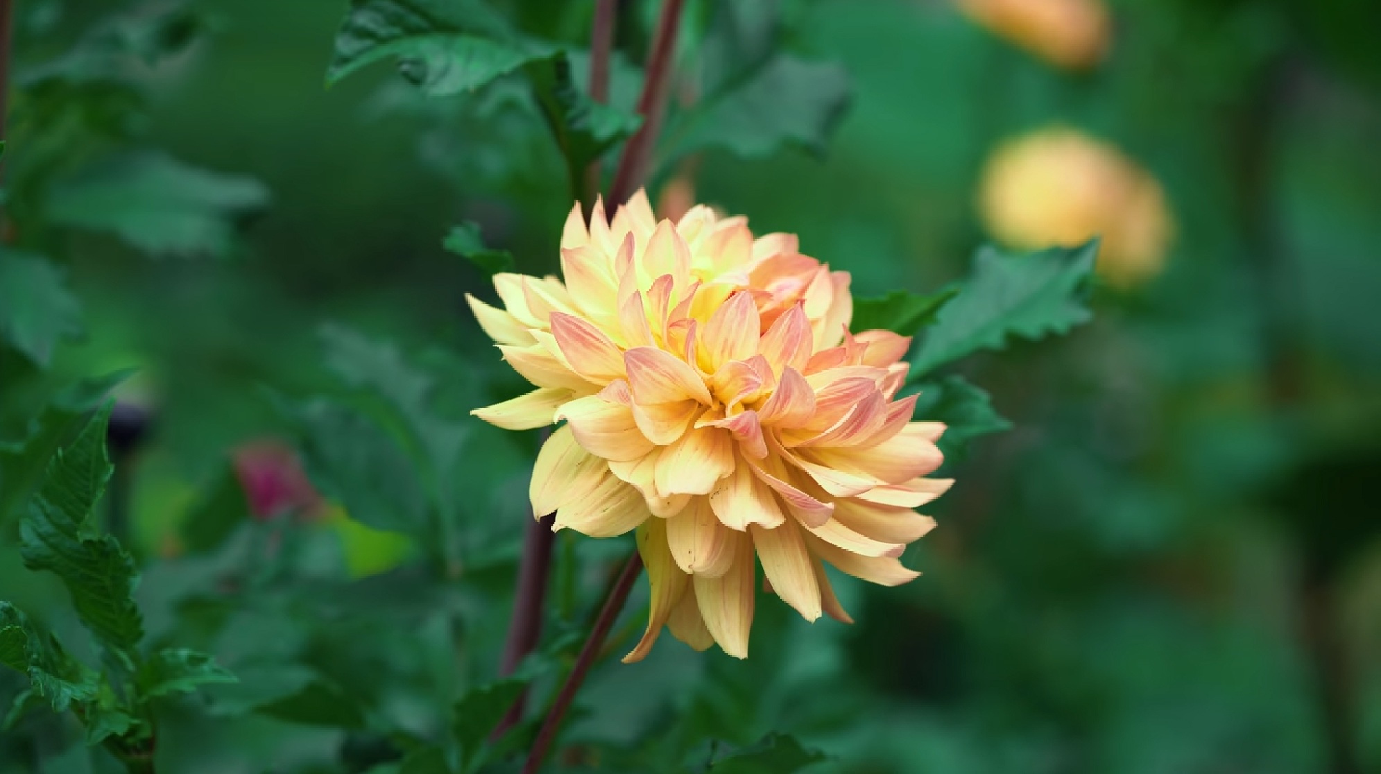 Nature Flower Flora free image download