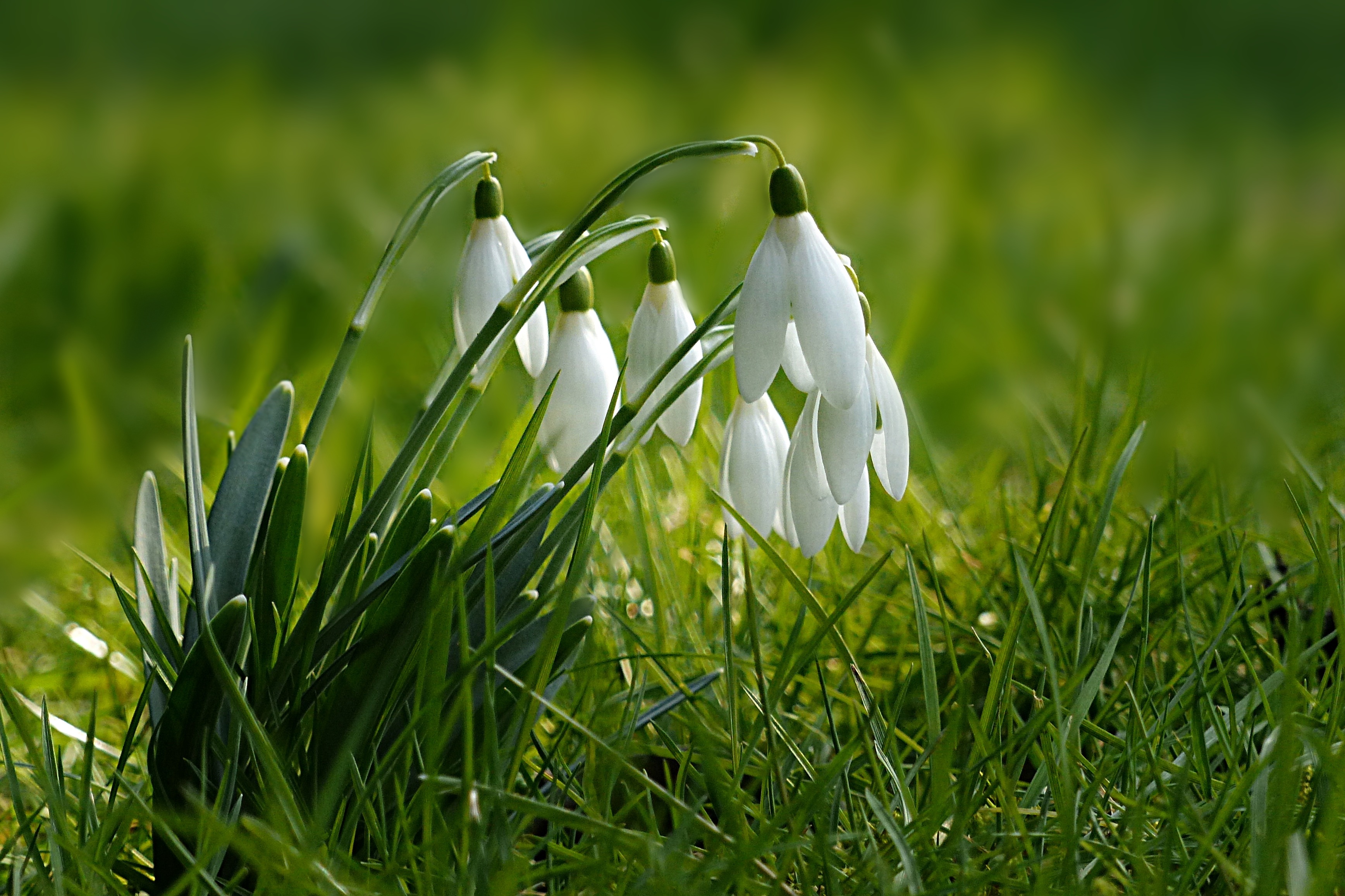 Nature Plant Snowdrop free image download