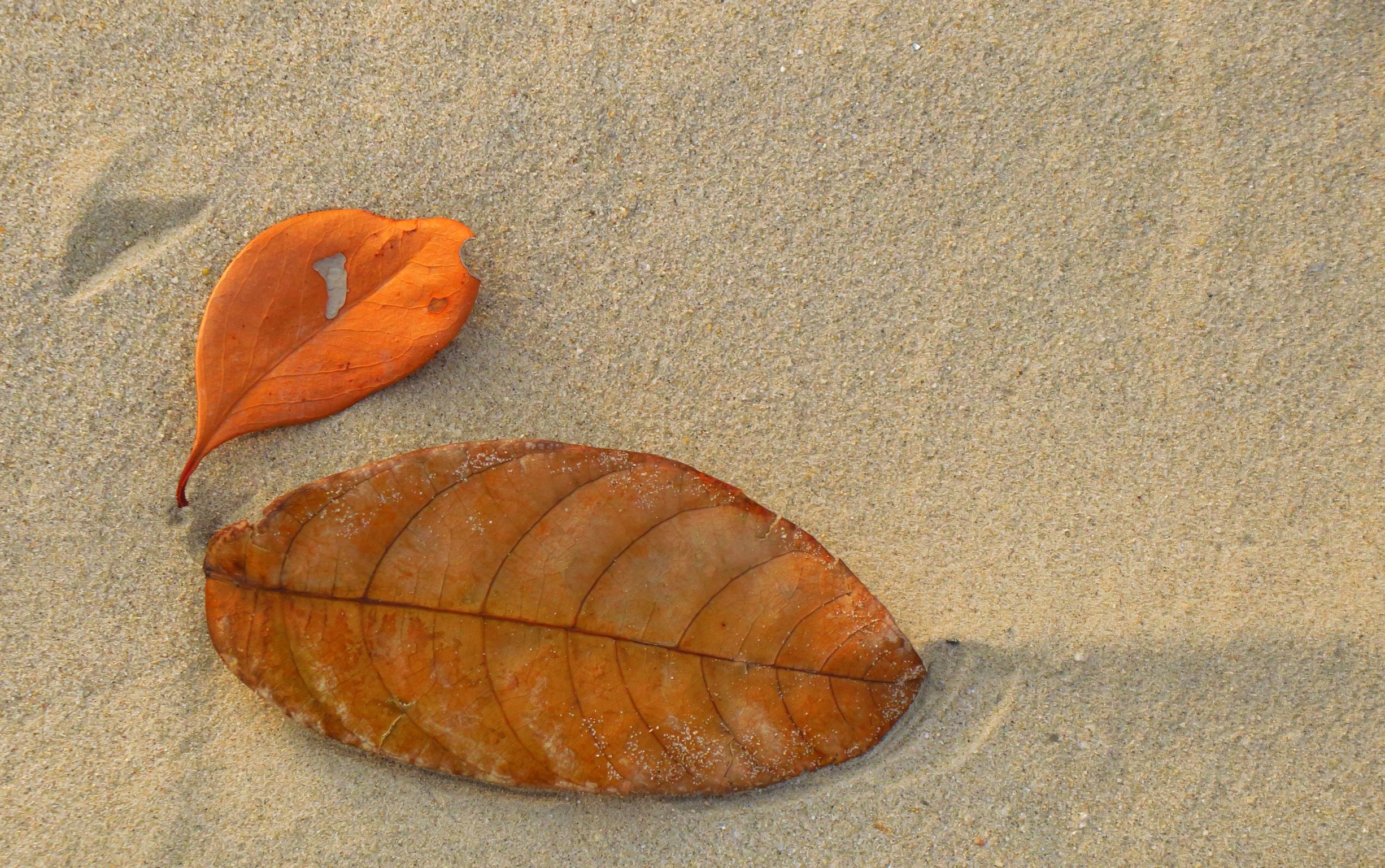 Sha beach leaves free image download