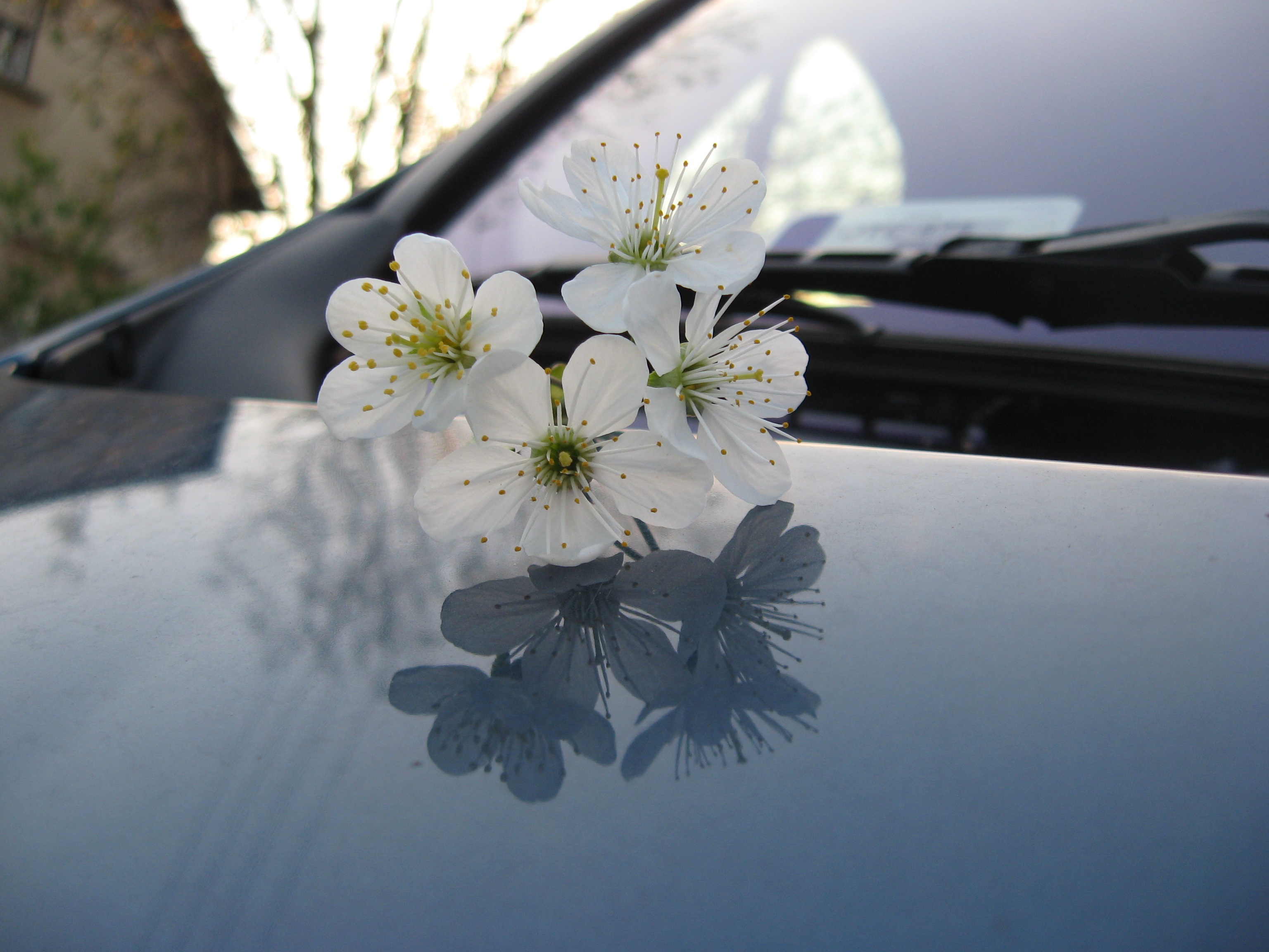 White Flowers on car free image download
