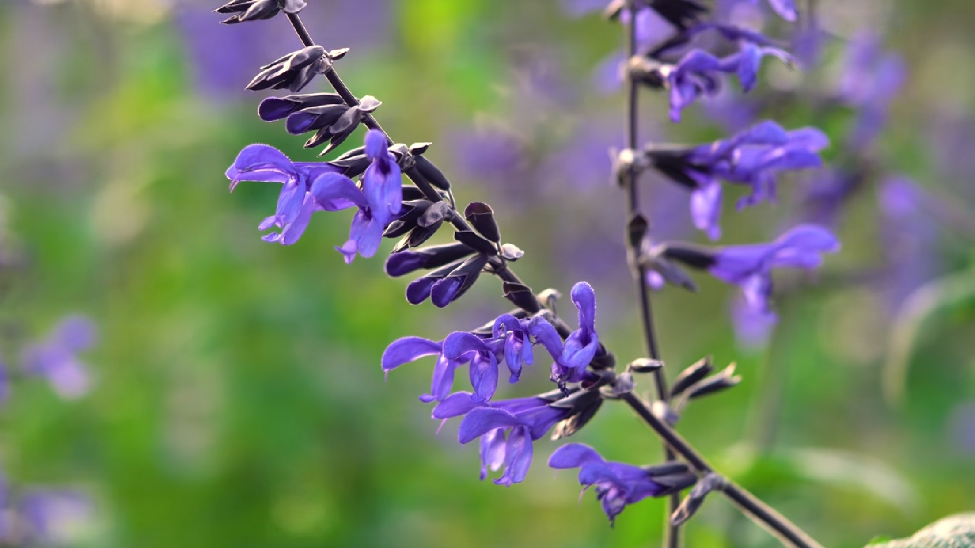 Cute little flowers on a branch in the garden free image download