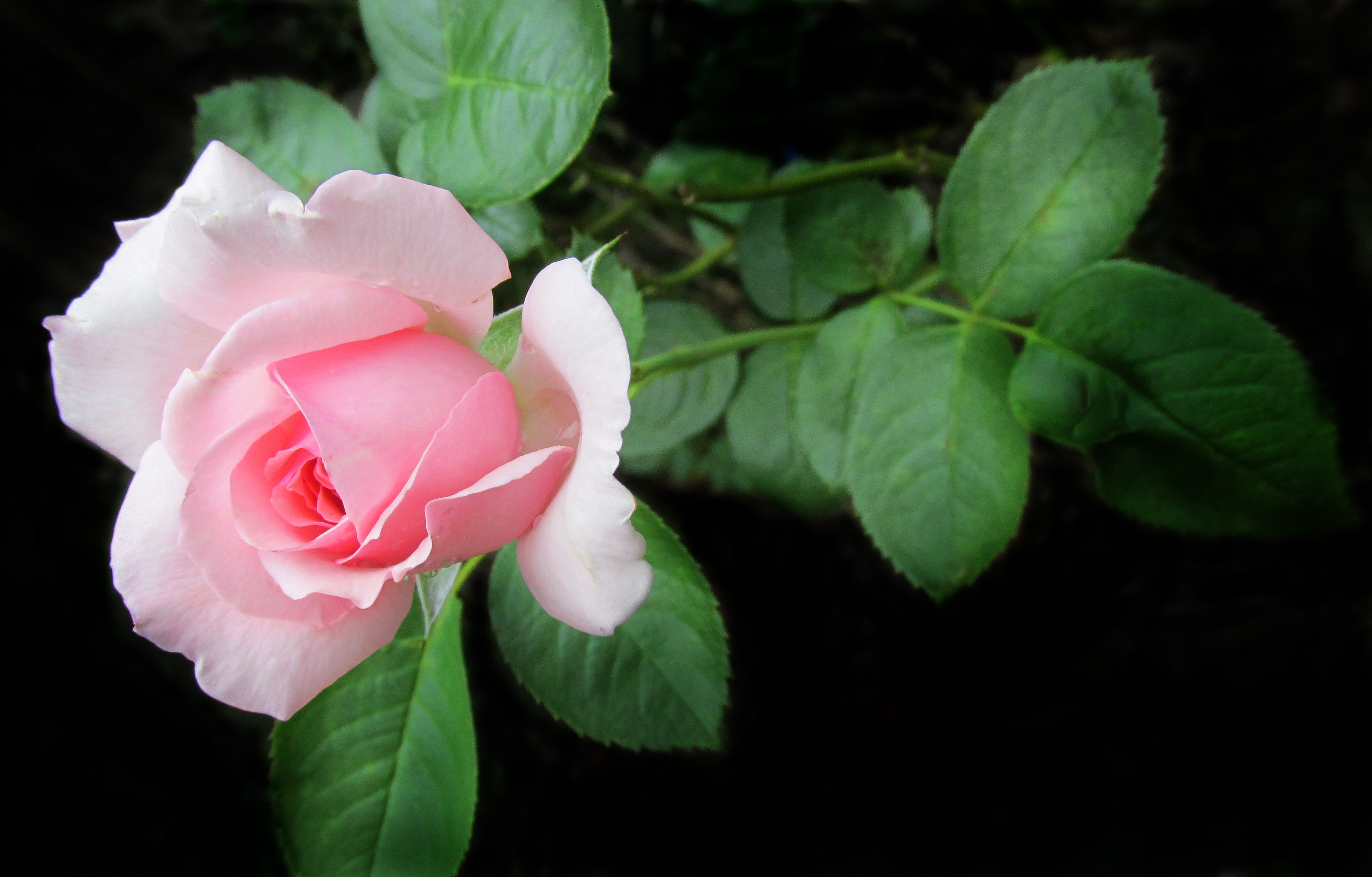Flower Leaf Nature free image download