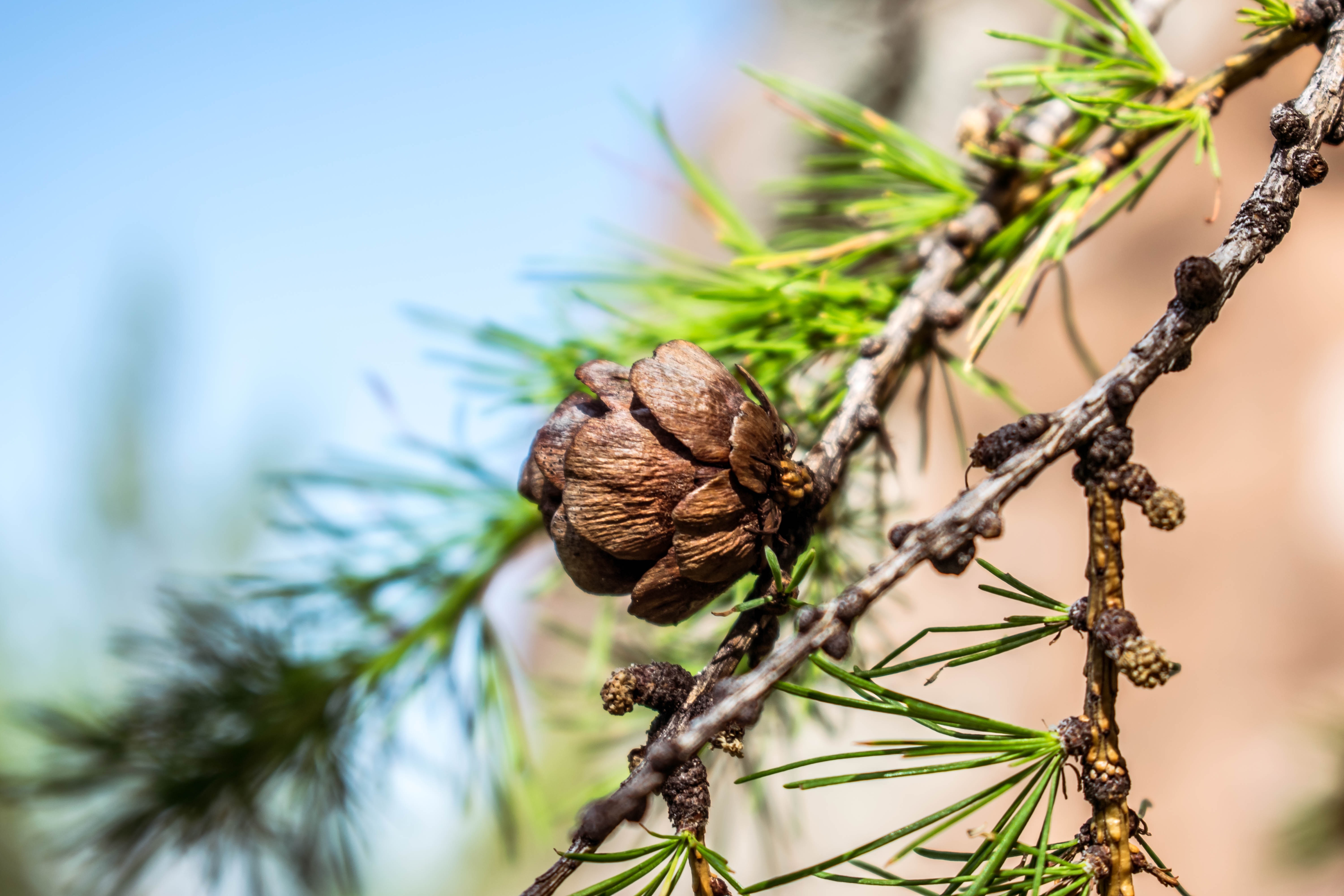 Tree Nature Branch free image download