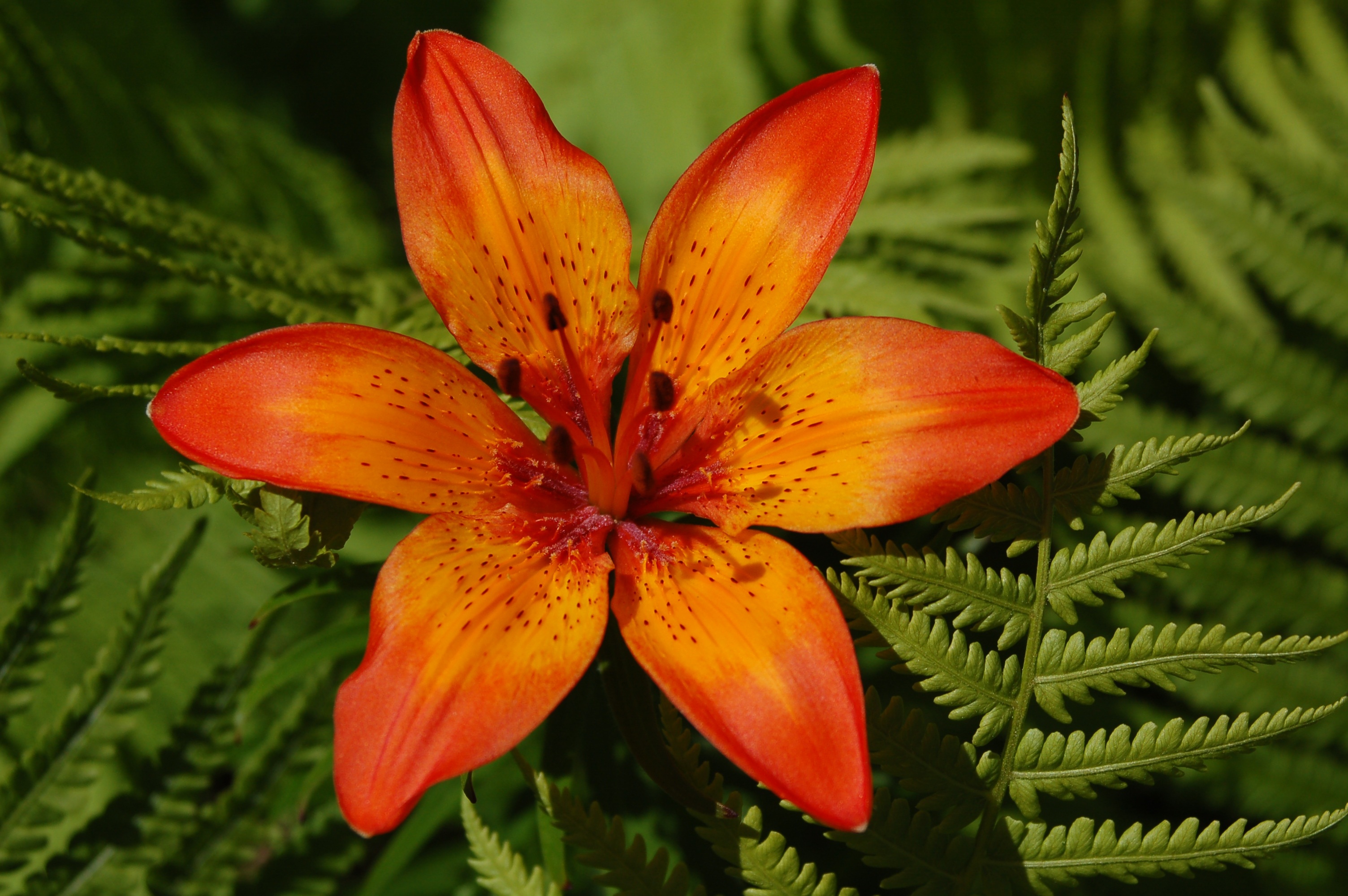 Nature Flower Plant free image download