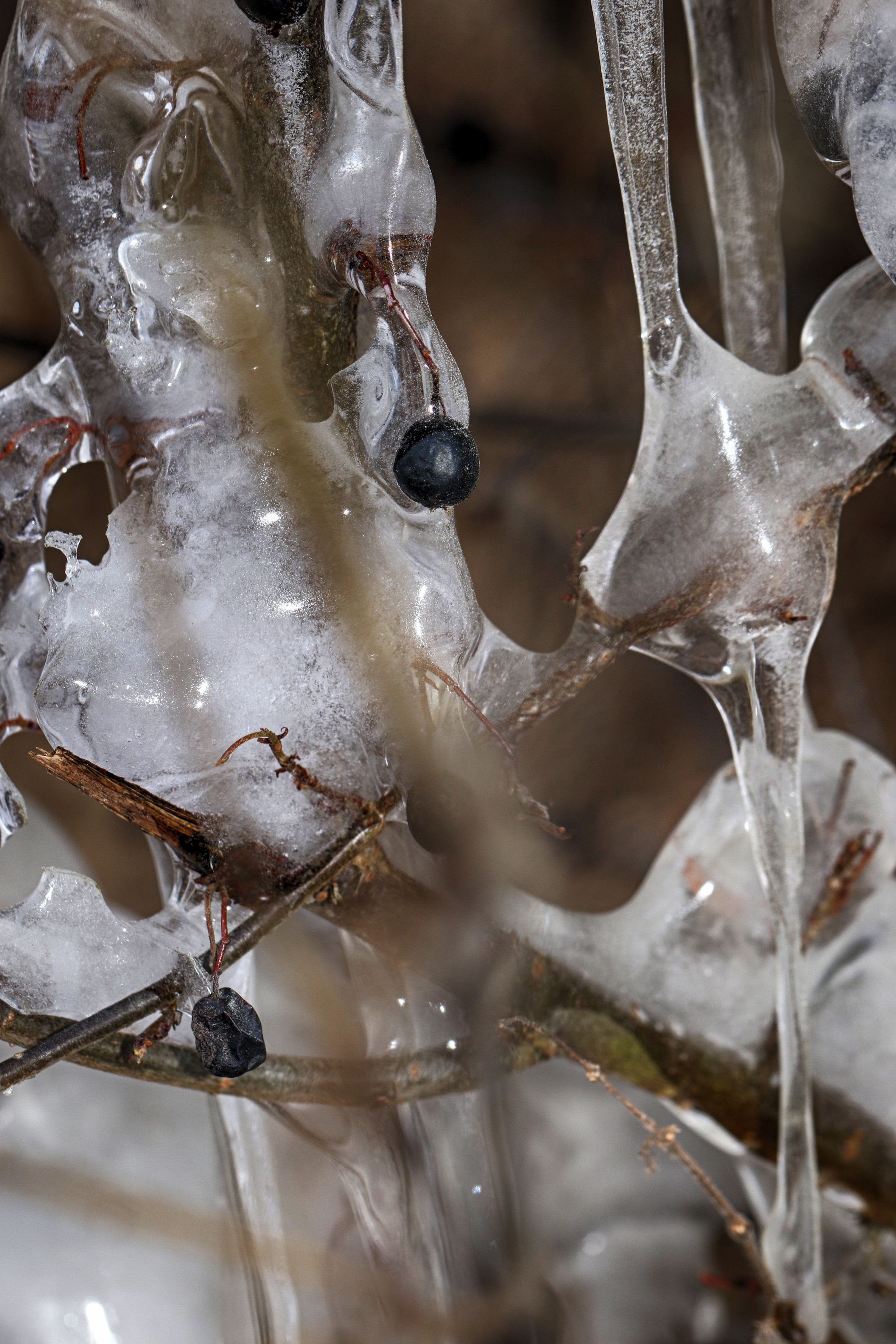 Nature Icicle Frozen free image download