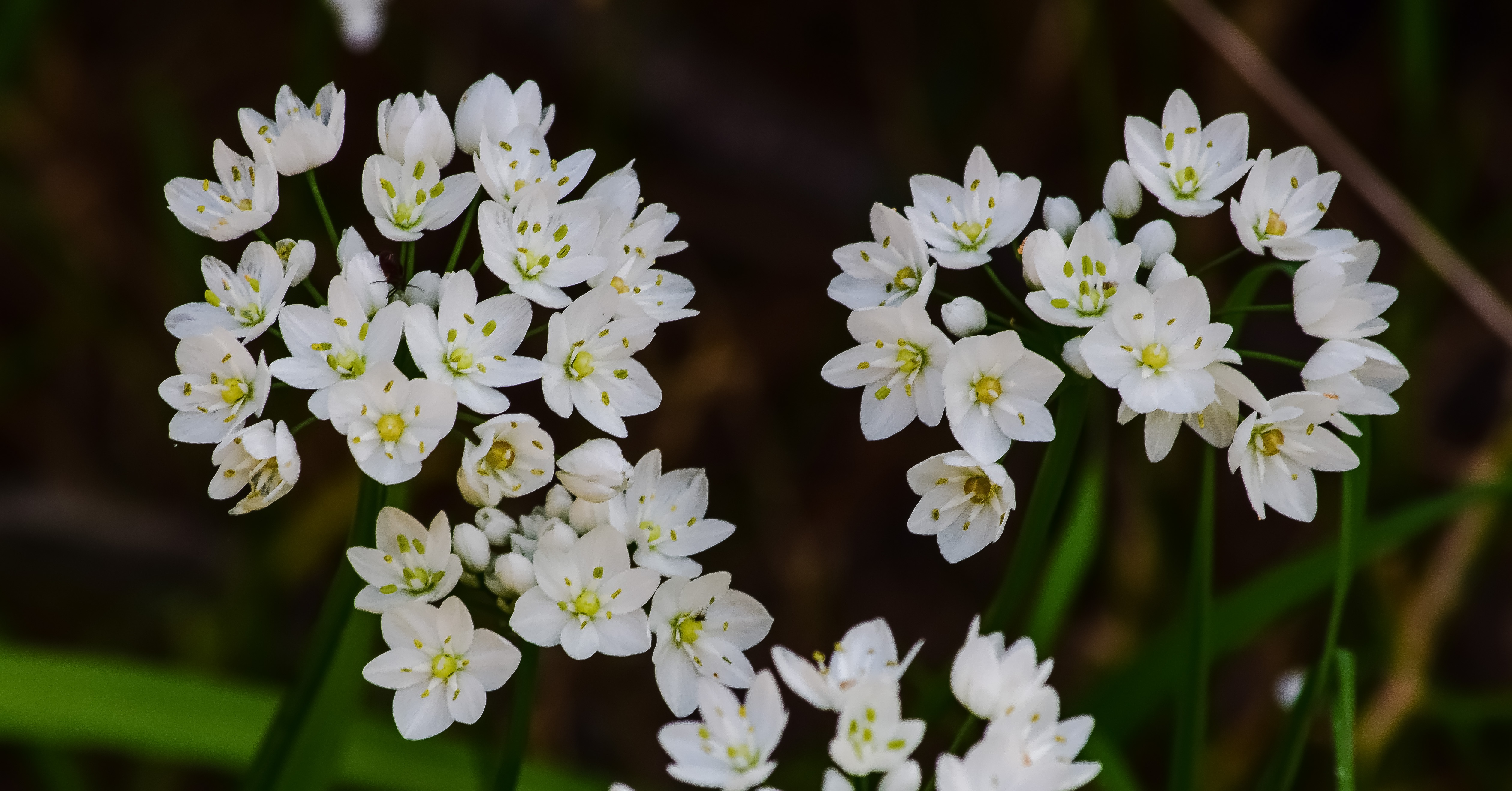 Flower Nature Flora free image download