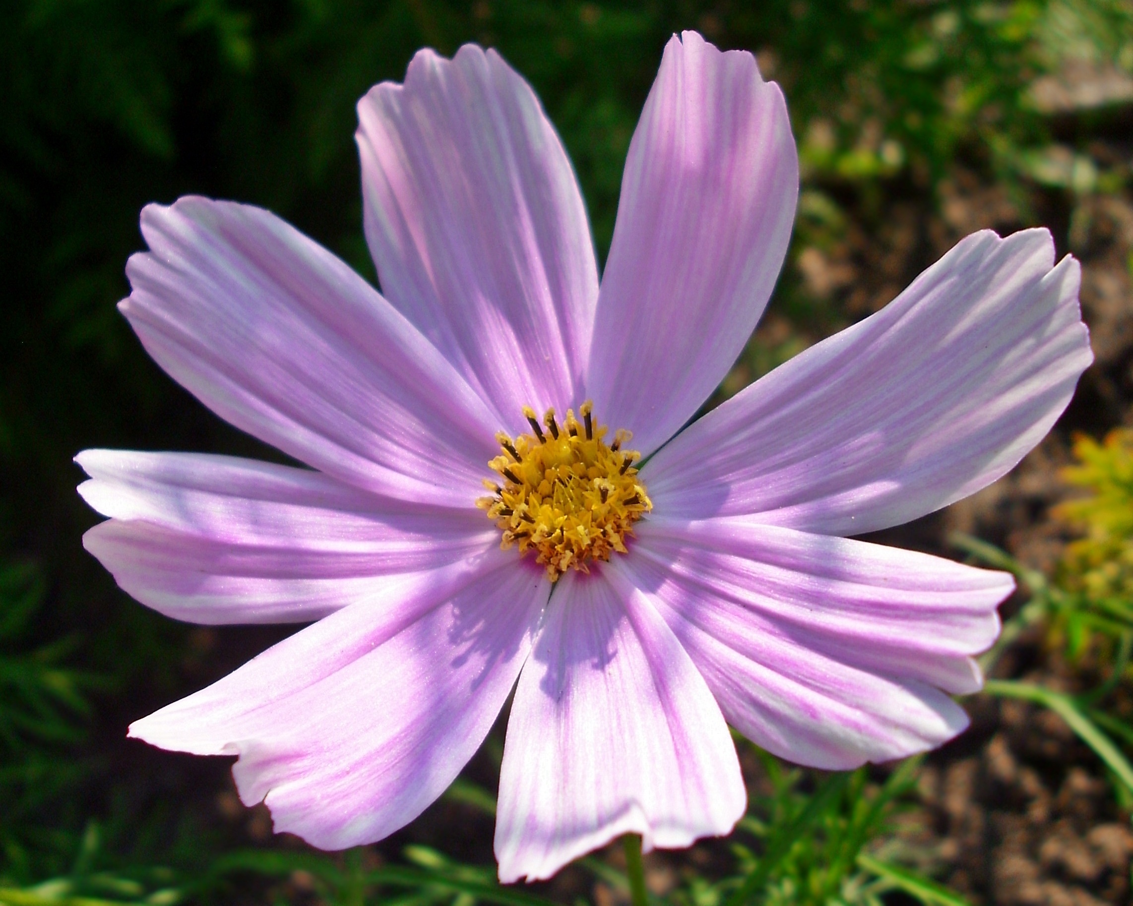 Nature Flower Plant free image download