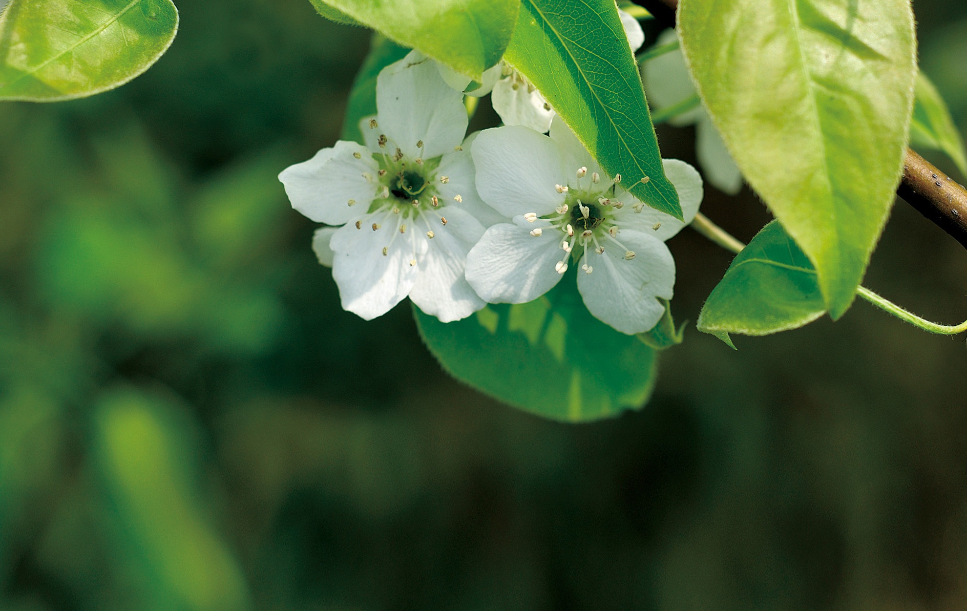 Flower Leaf Nature free image download