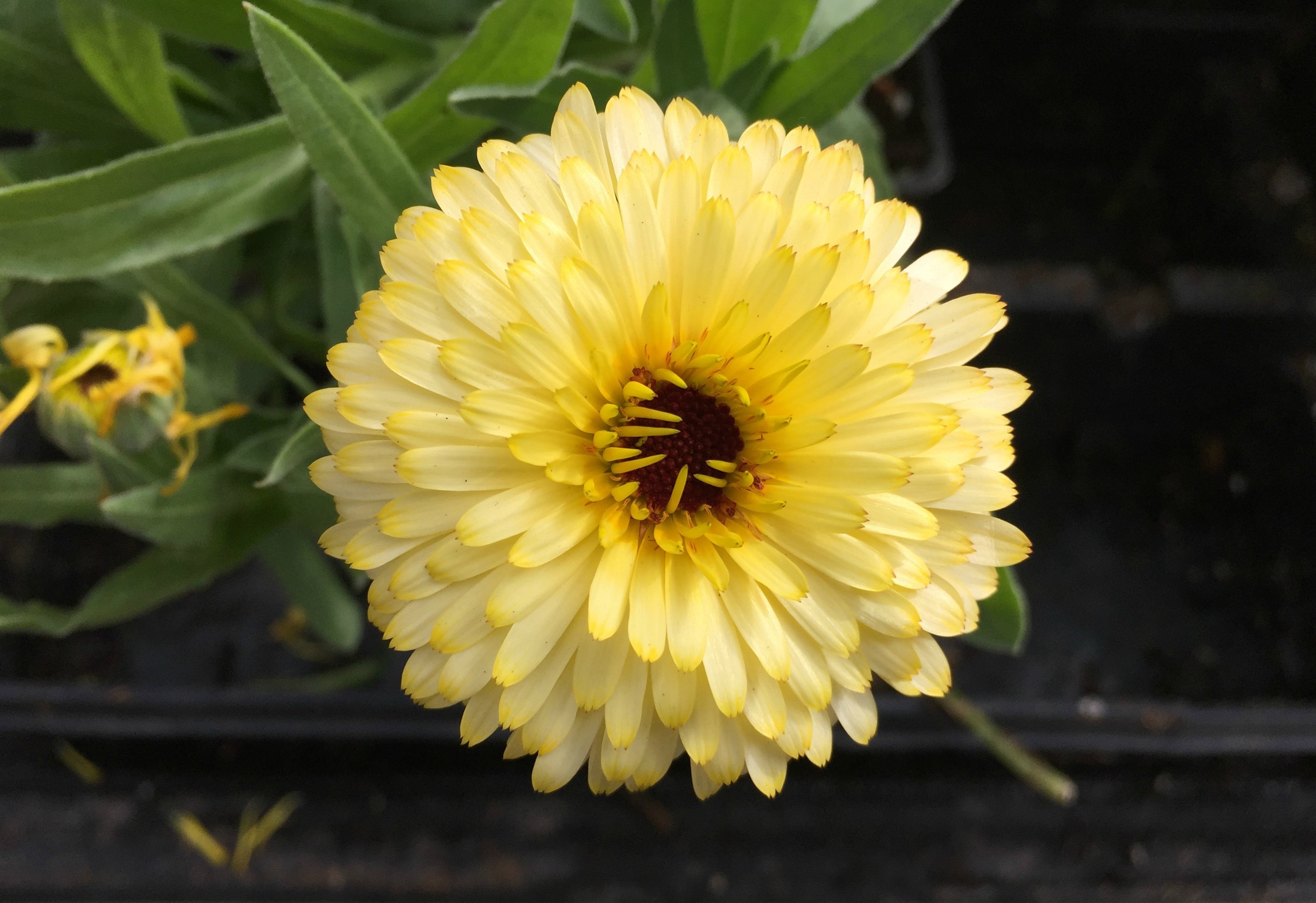 Nature Flower Flora free image download