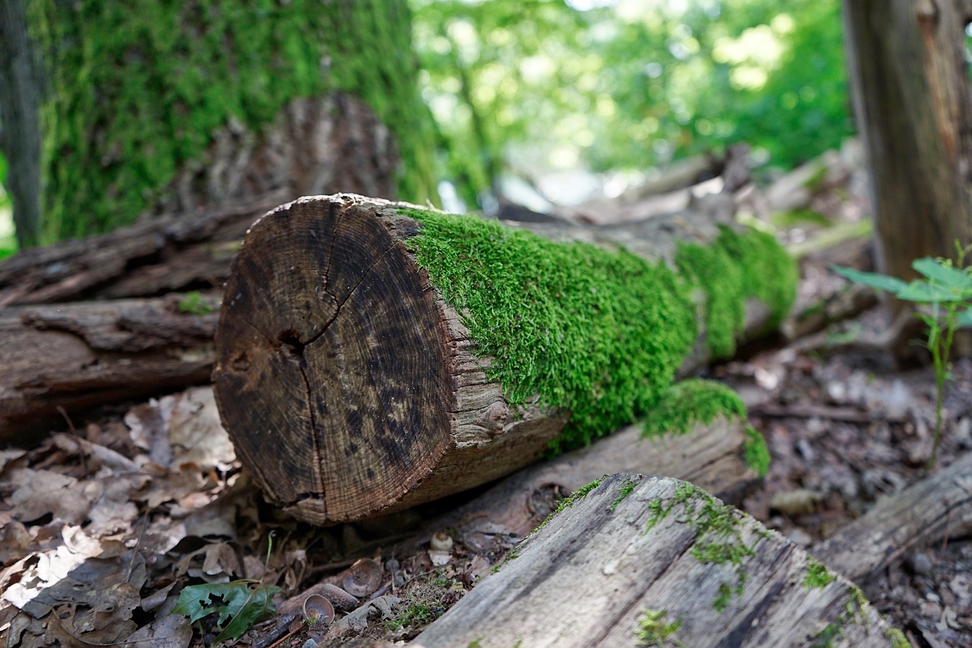 Wood Nature Tree free image download