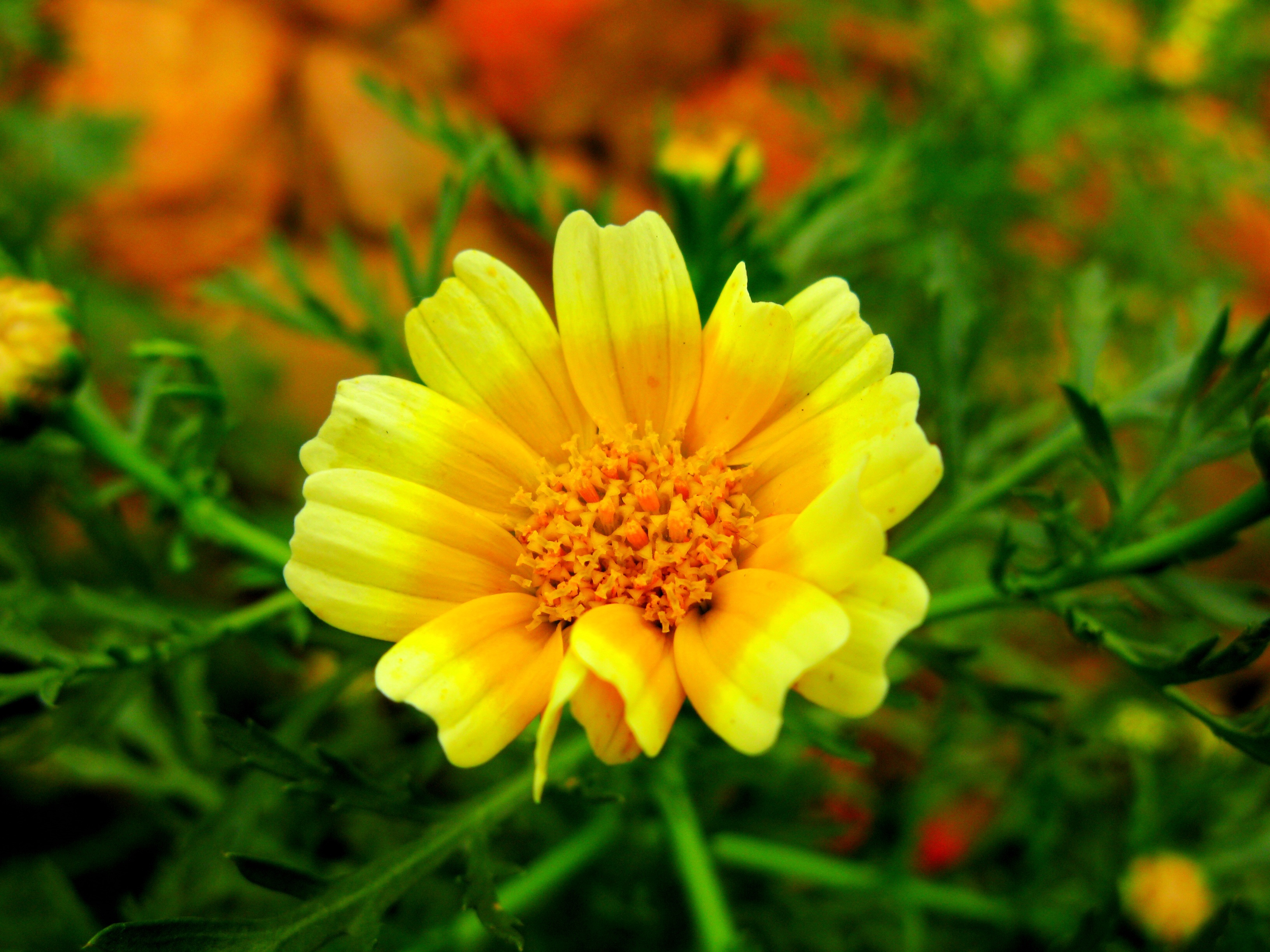 Nature Flower Plant free image download