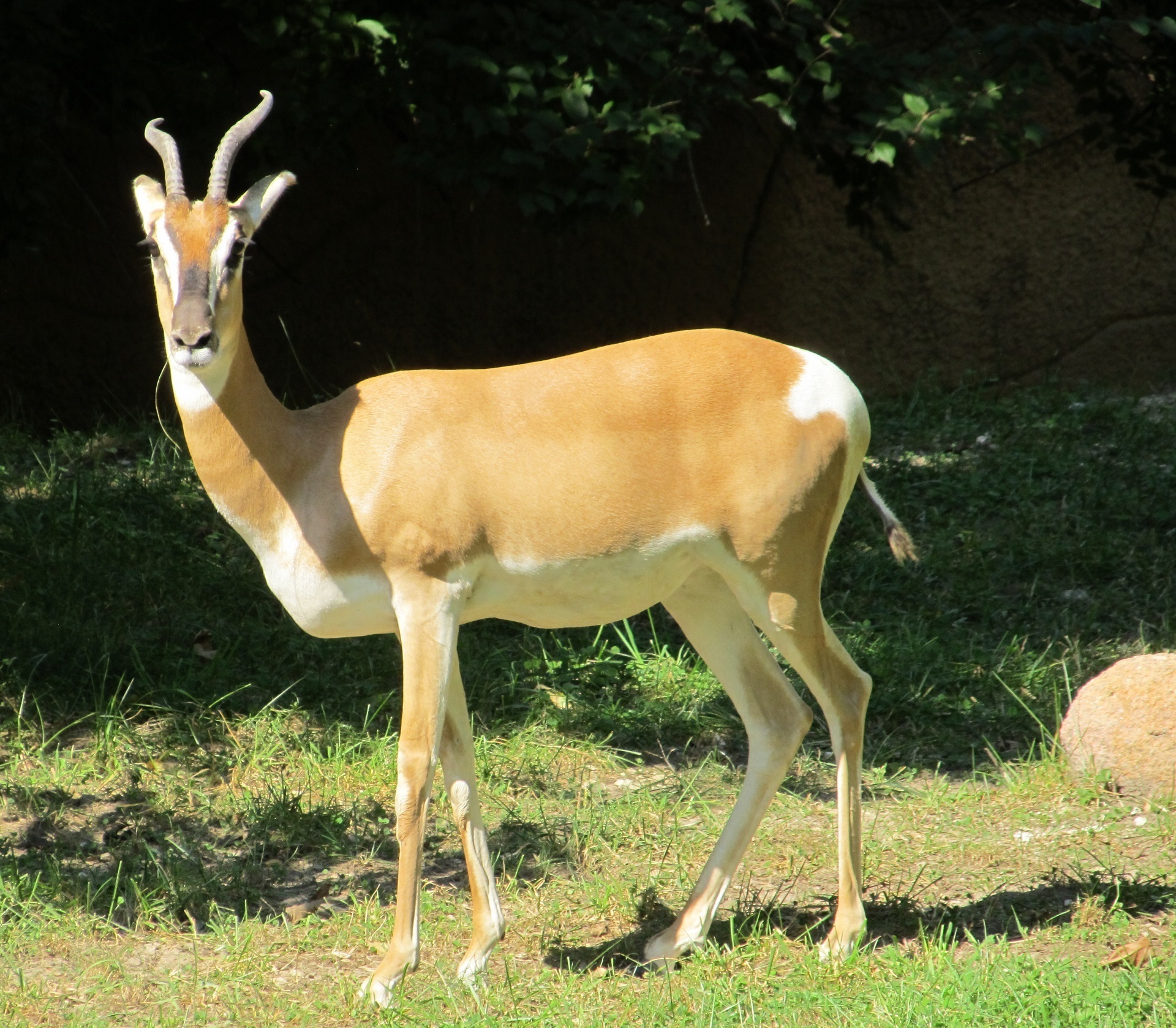 Gazelle Antelope Wildlife free image download