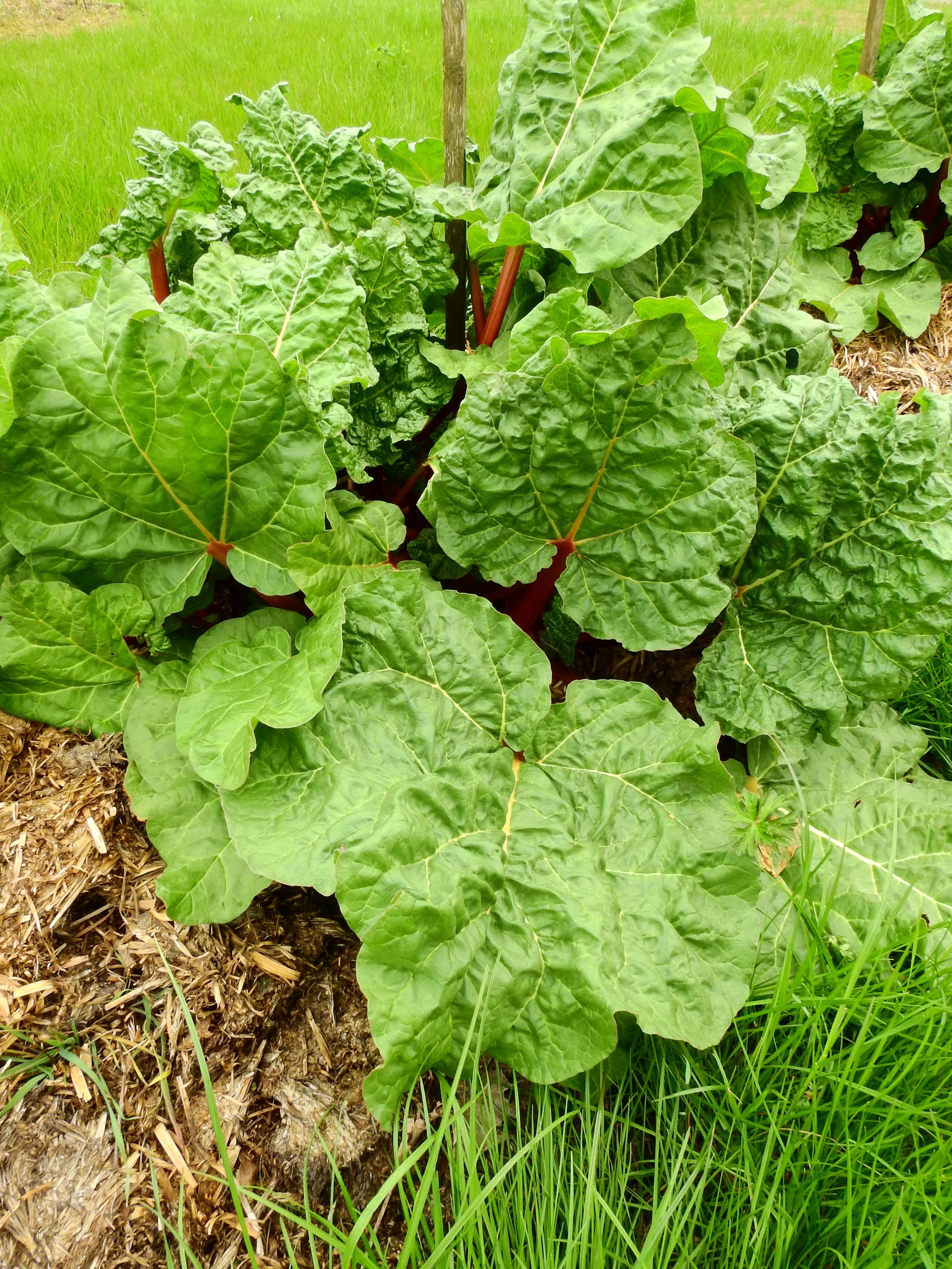 Garden of raw leaves free image download
