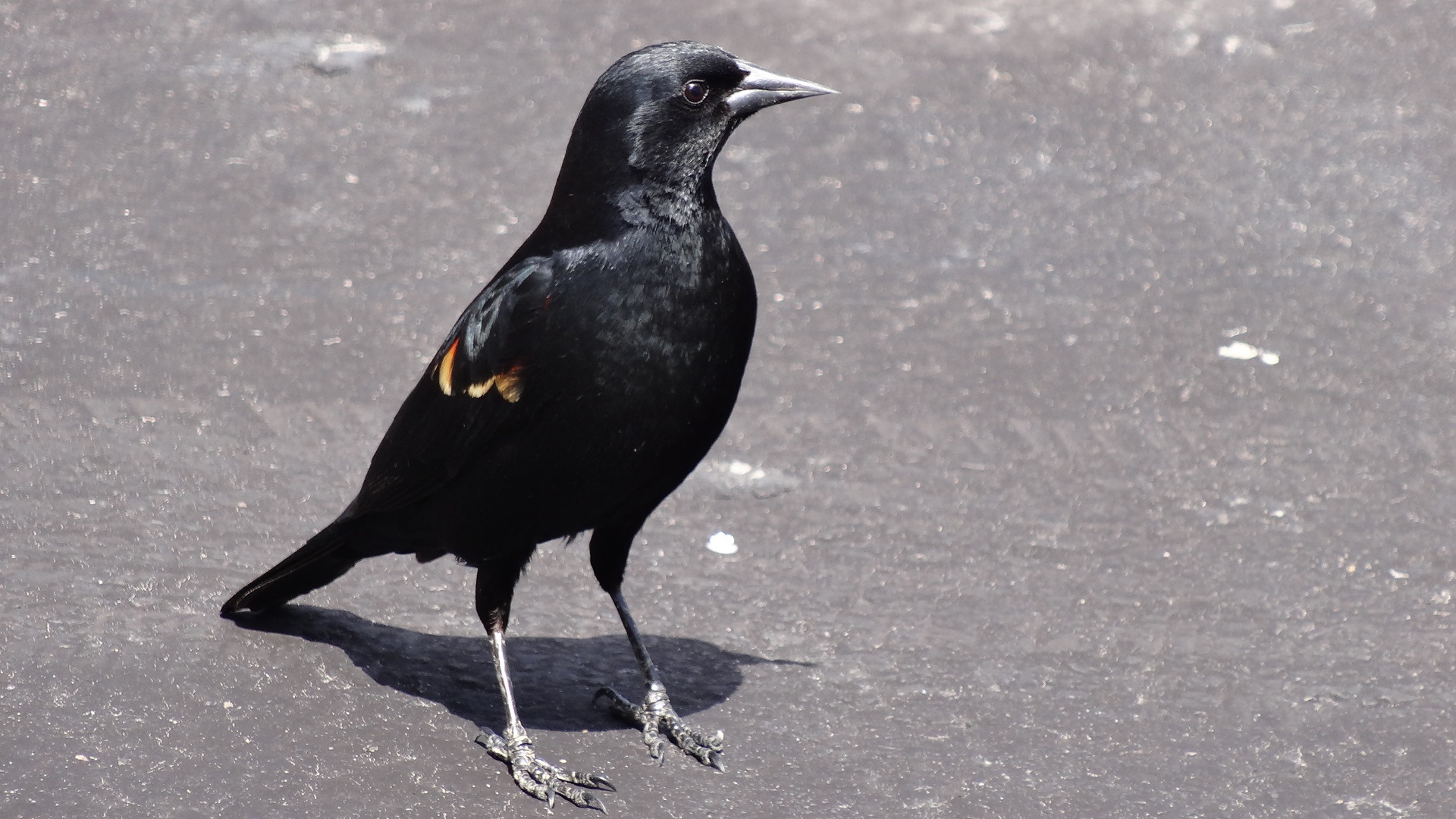 Black Bird Red Shoulder Markings free image download
