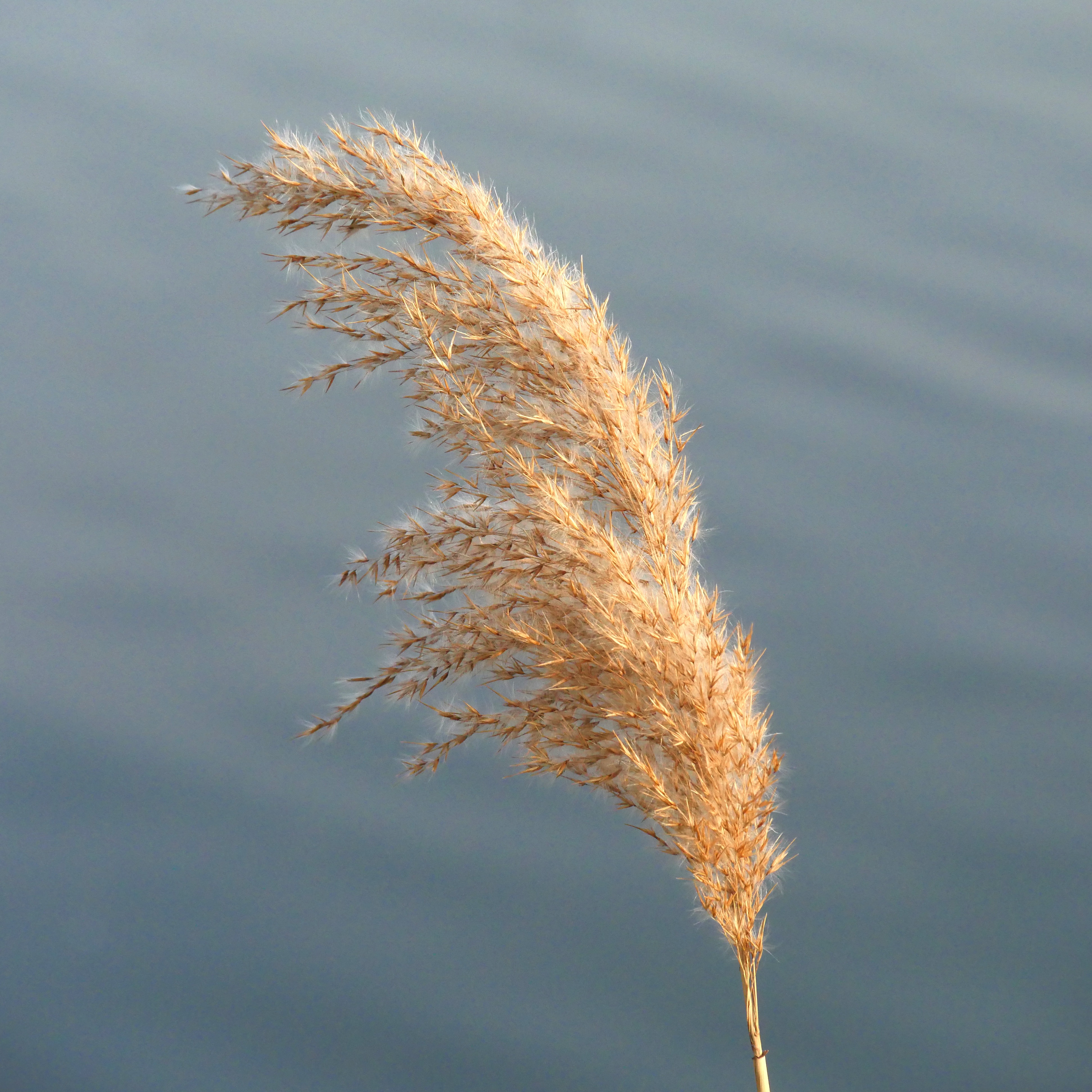 Reed Rush Panicle free image download
