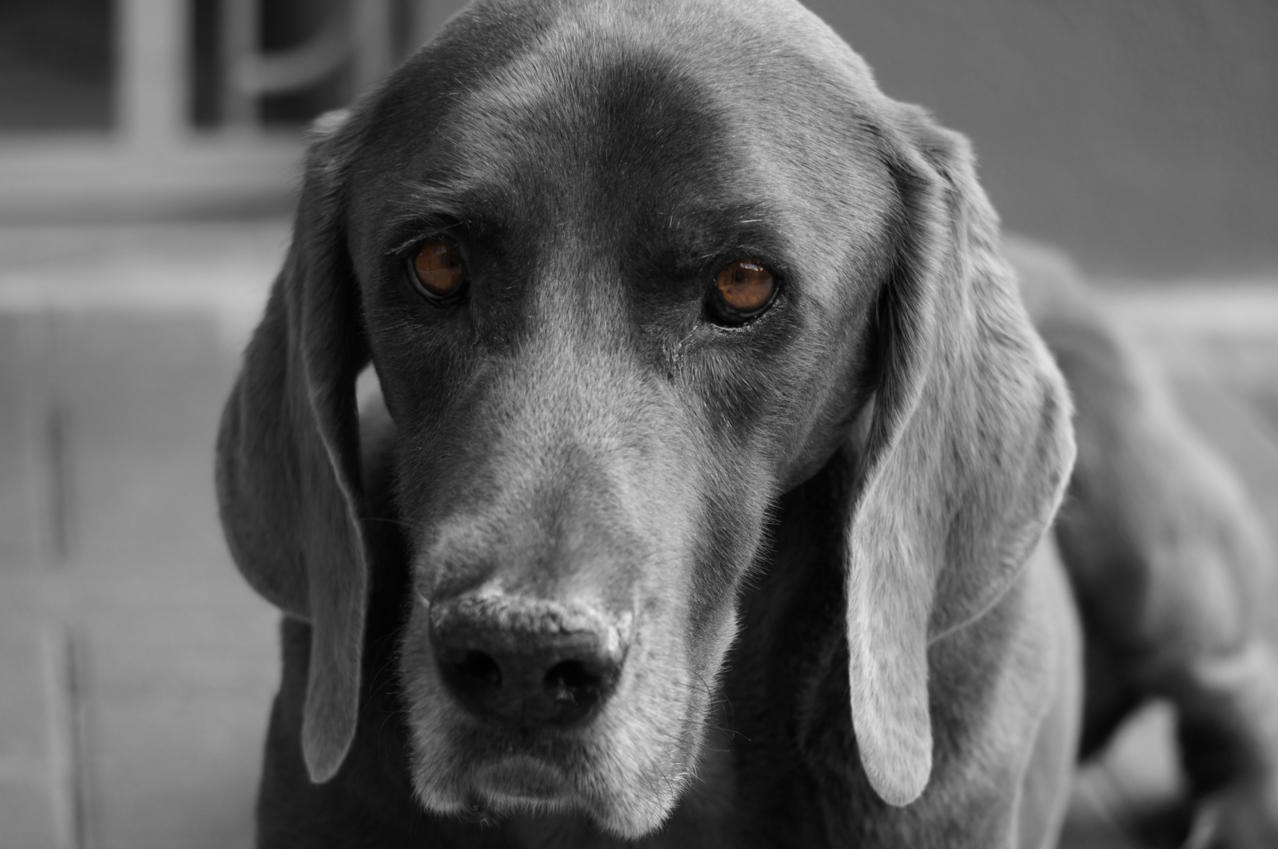 Weimaraner Dog Grey free image download