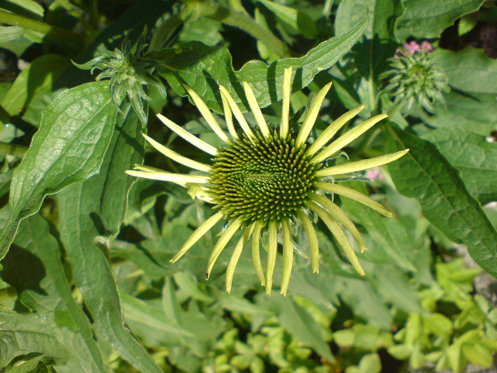 Plant Wild Flower Green free image download