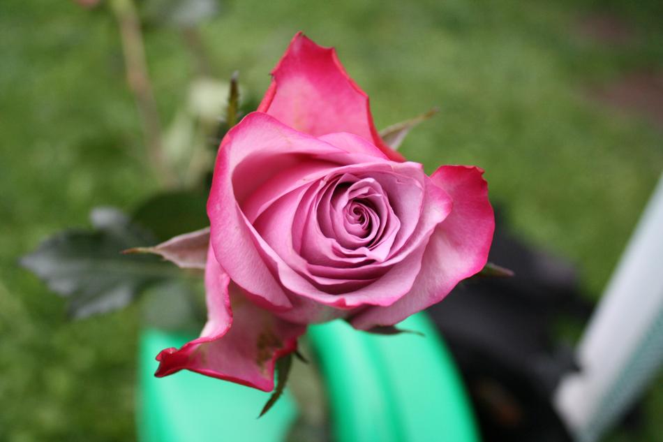 Rosebud open outside free image download