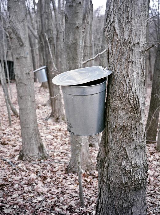 Maple Bucket Extraction free image download