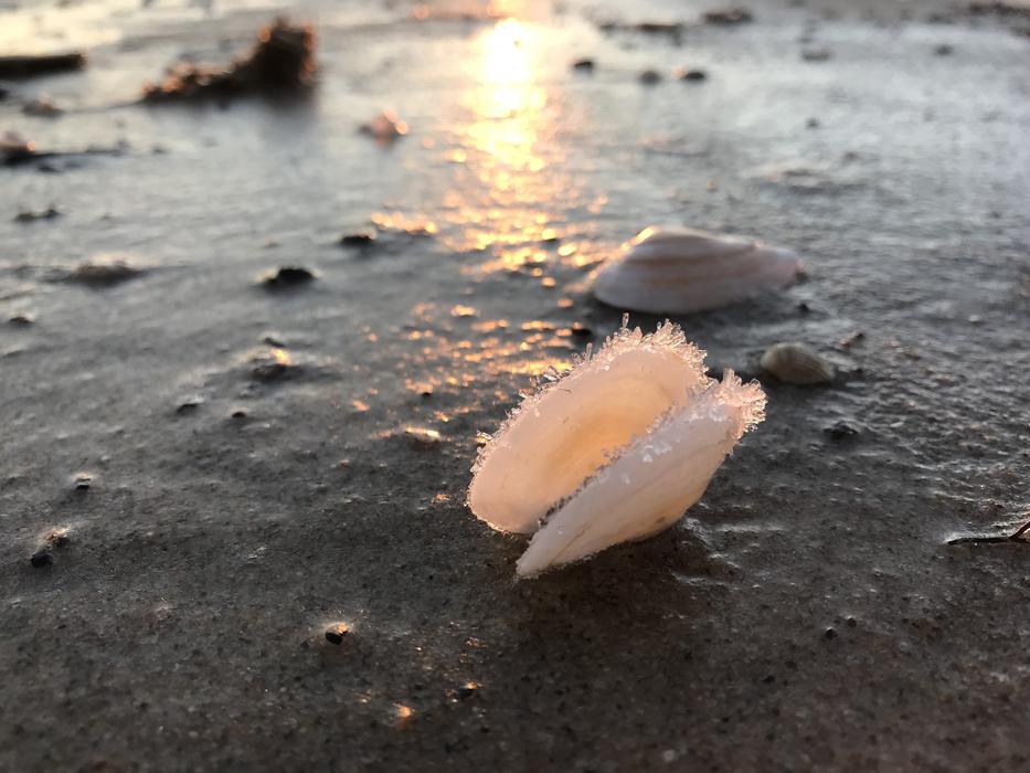 Shell Ice Winter free image download